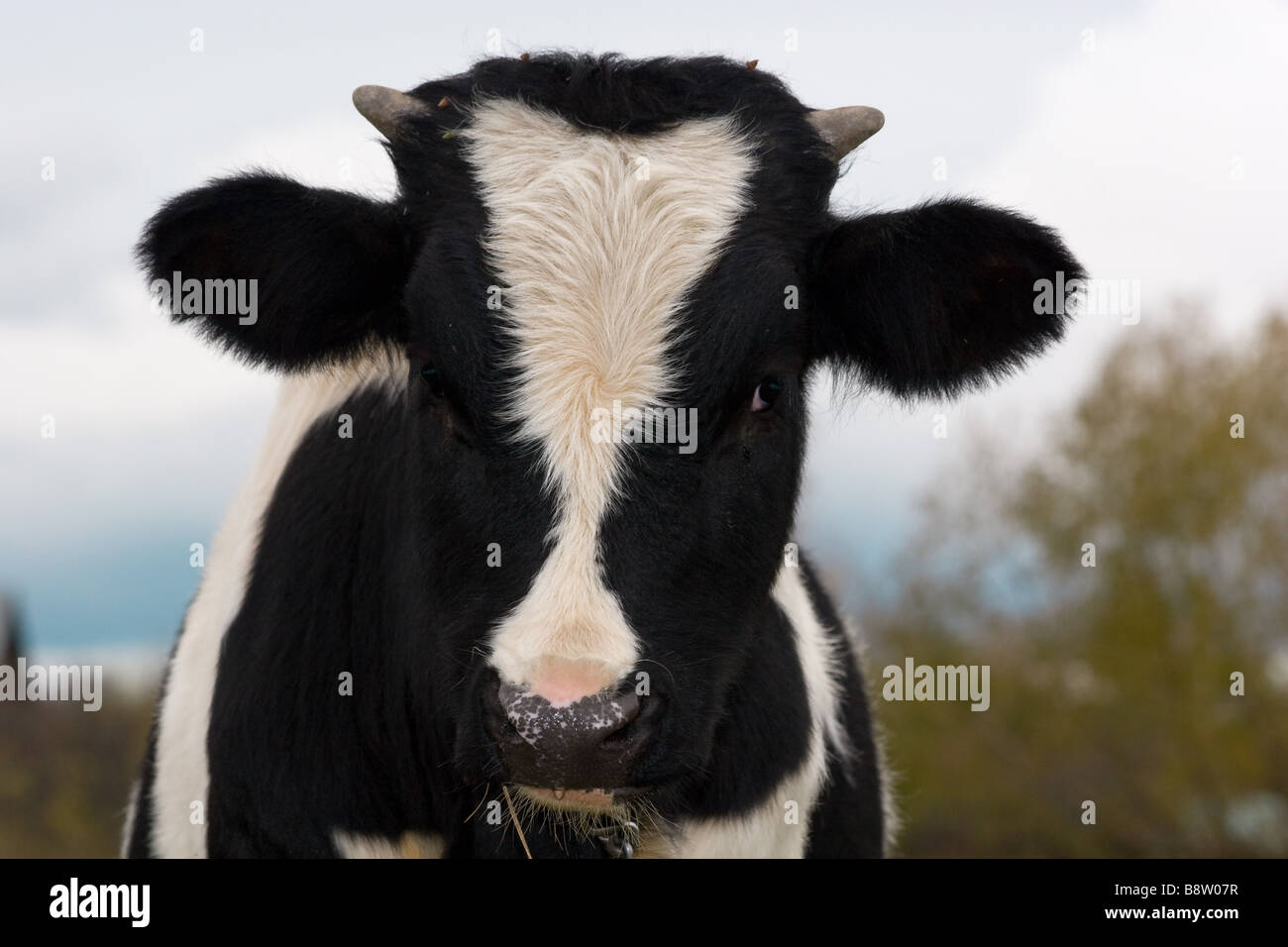 The ushastyj bull calfe looks directly in the chamber A muzzle close up ...