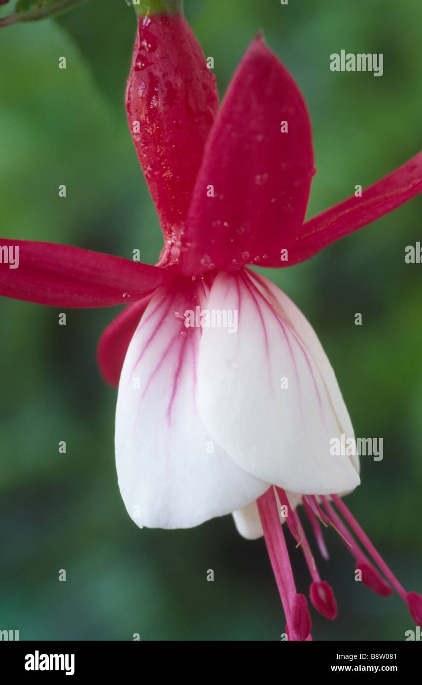 Fuchsia snowcap hi-res stock photography and images - Alamy