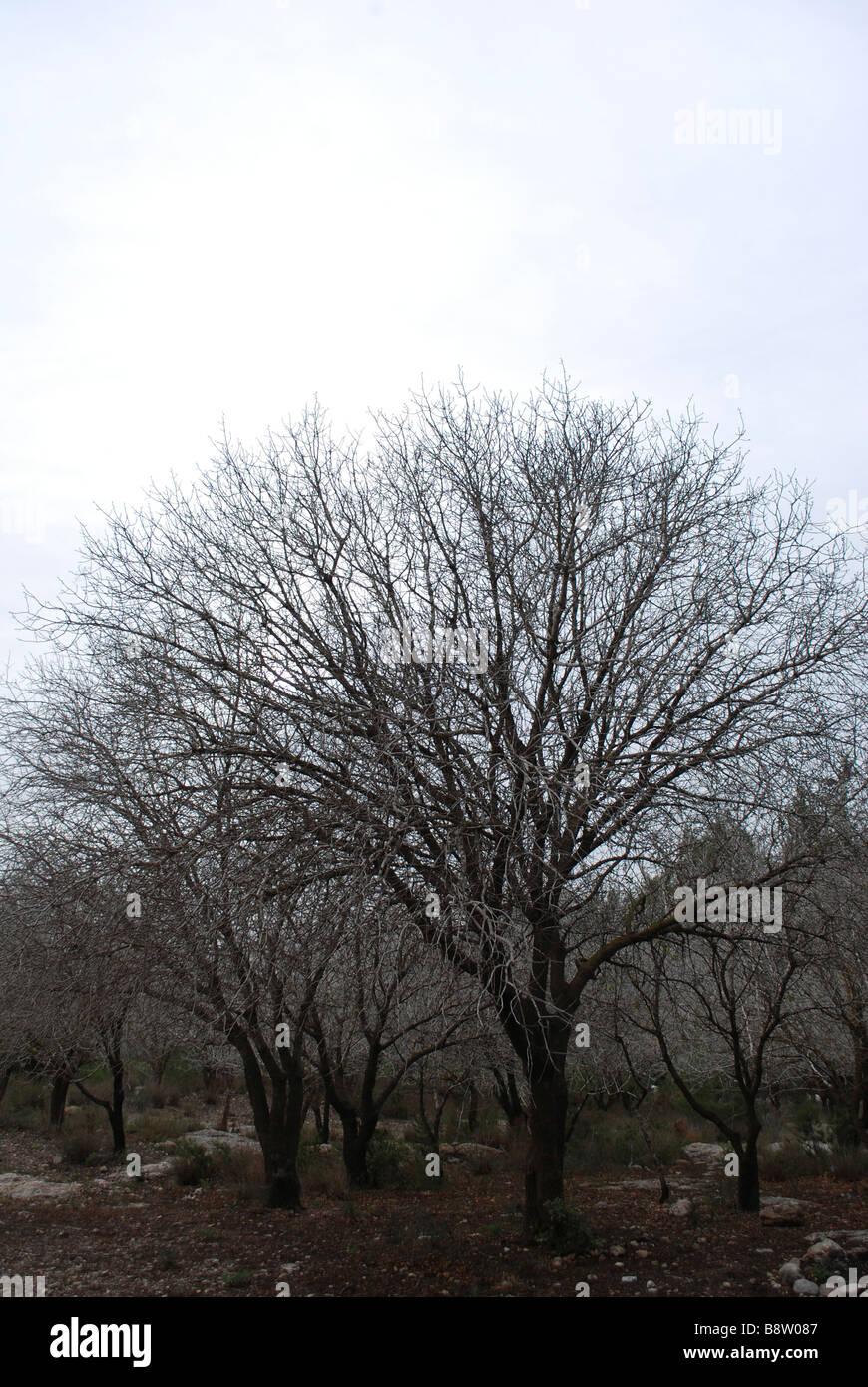 Israel pine trees in forest hi-res stock photography and images - Alamy