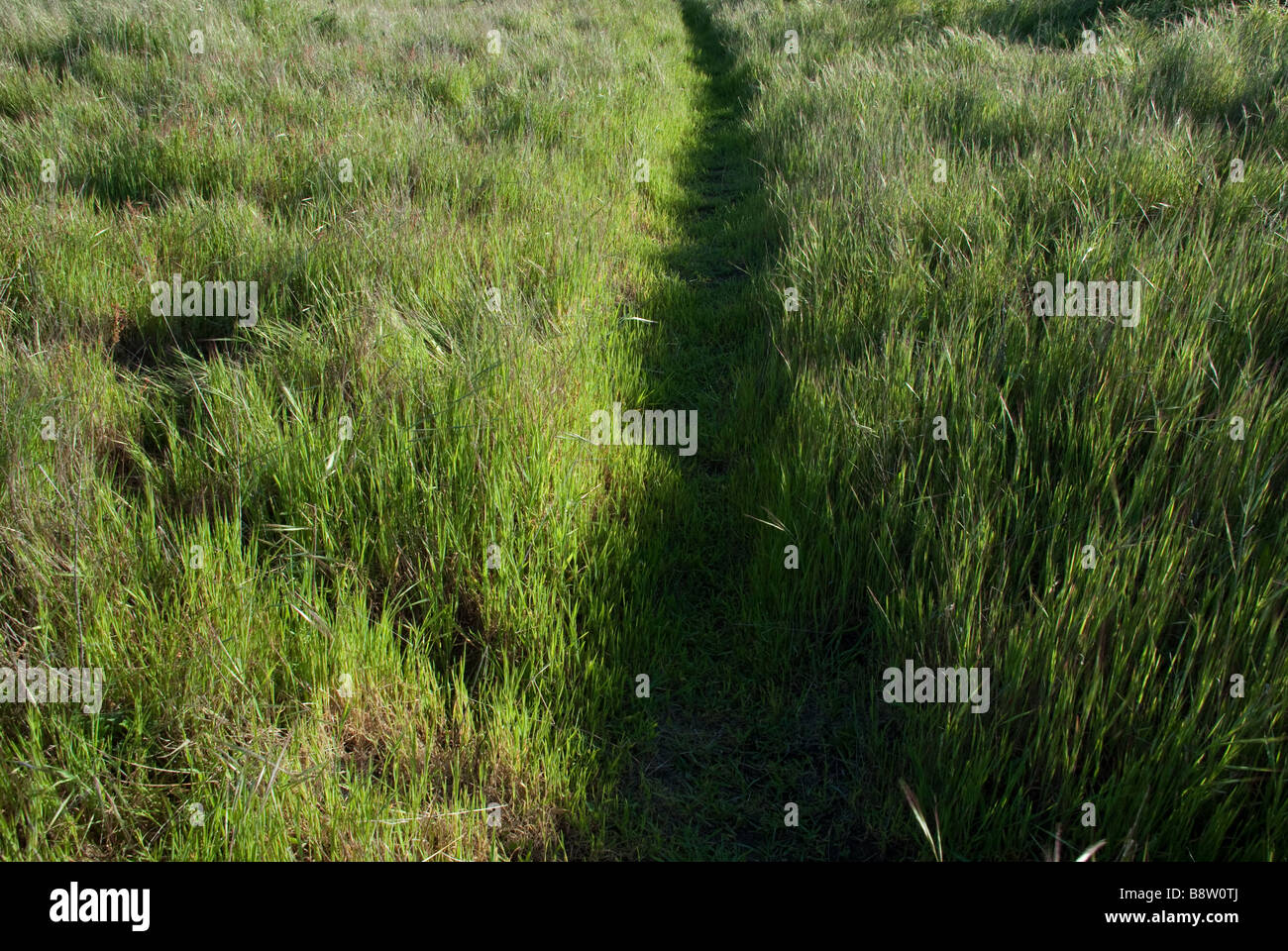 A hidden trail worn down by walkers shows no dirt only folded grass ...