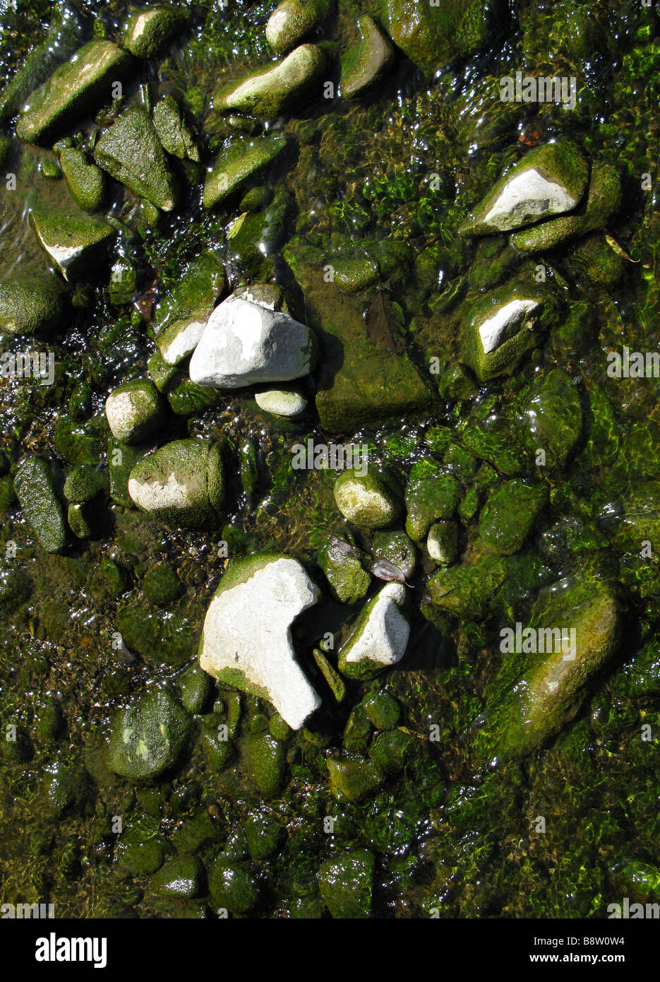 River close up rocks with moss concept Stock Photo - Alamy