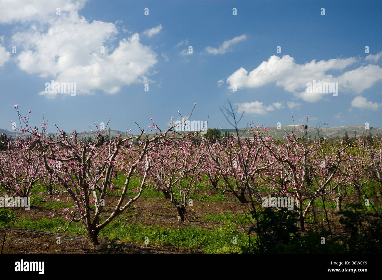 Blossoms on trees hi-res stock photography and images - Alamy