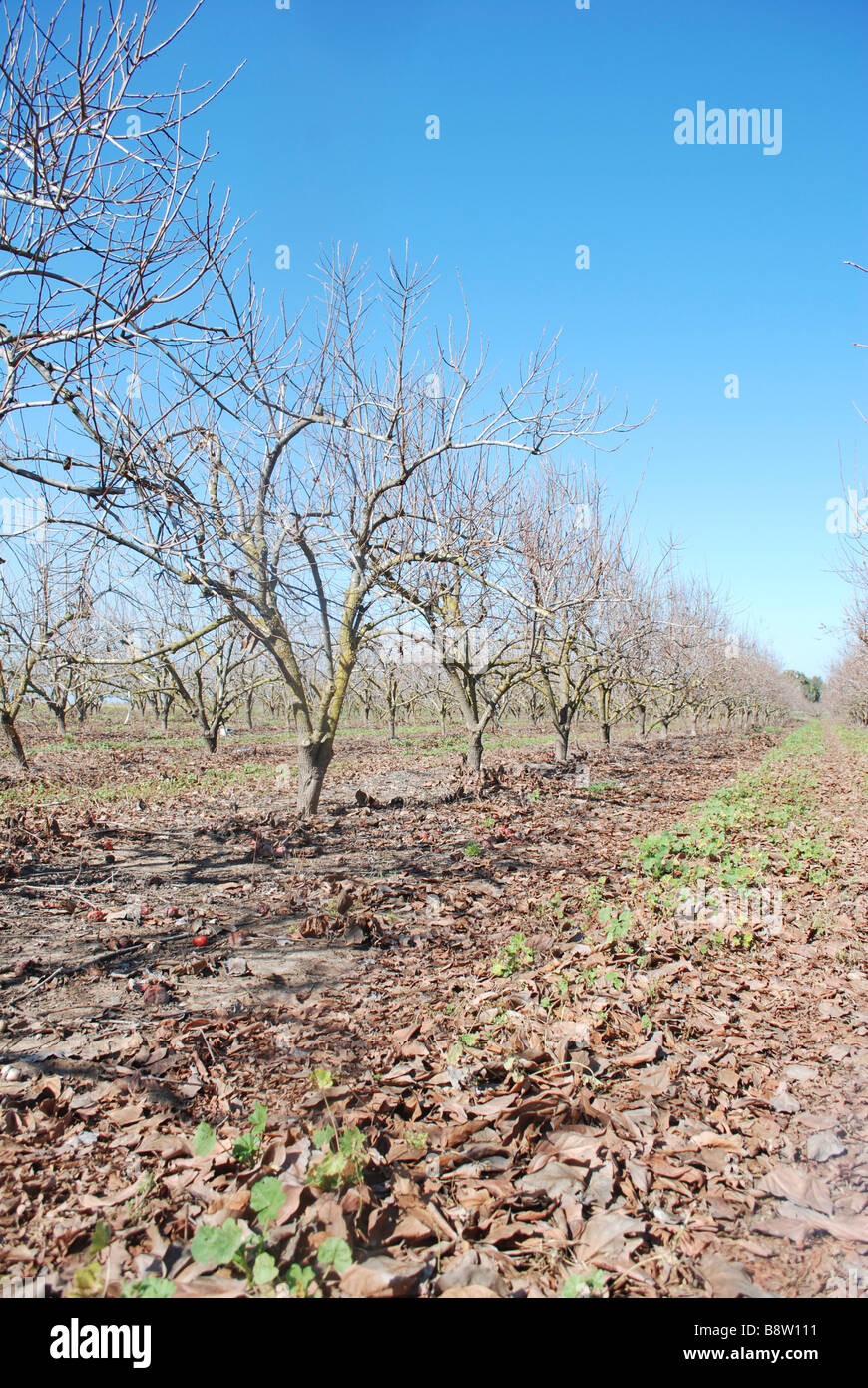 Israel white almond blossoms on Almond trees in a plantation Stock ...