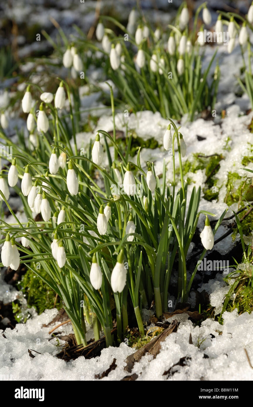 Galanthus nivalis snow hi-res stock photography and images - Alamy