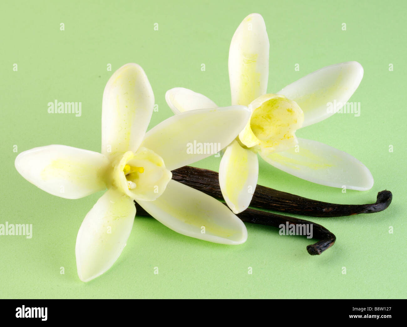 VANILLA FLOWERS WITH PODS Stock Photo - Alamy