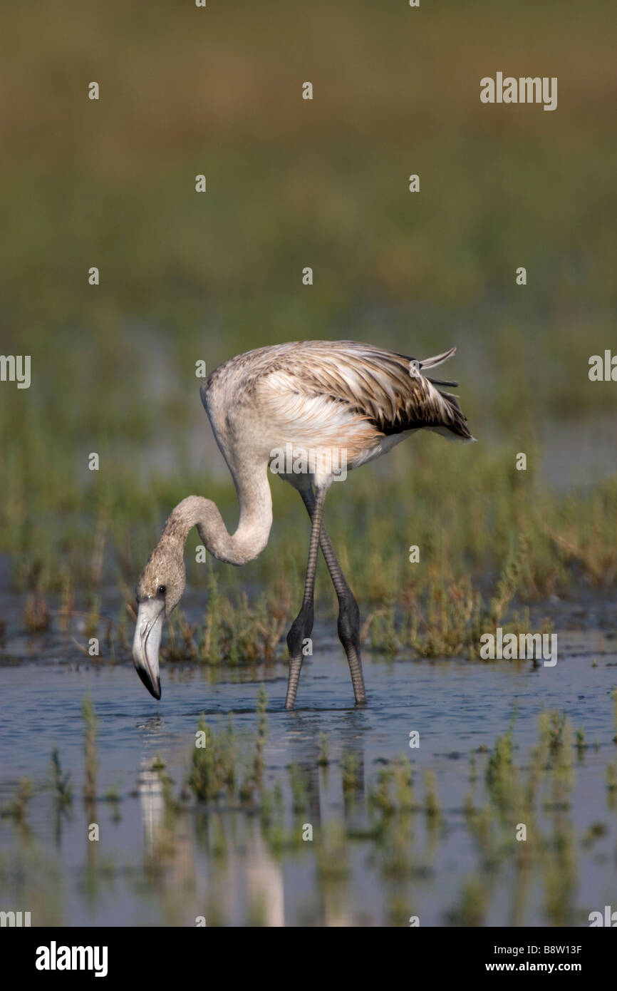 Greater Flamingo Phoenicopteriformes ruber Stock Photo - Alamy