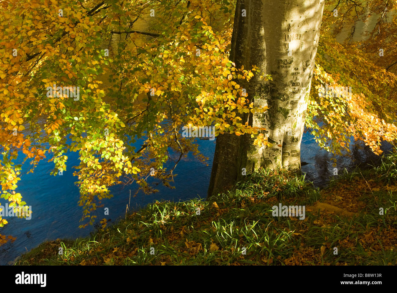 photograph of beech tree in autumn next to river Stock Photo - Alamy