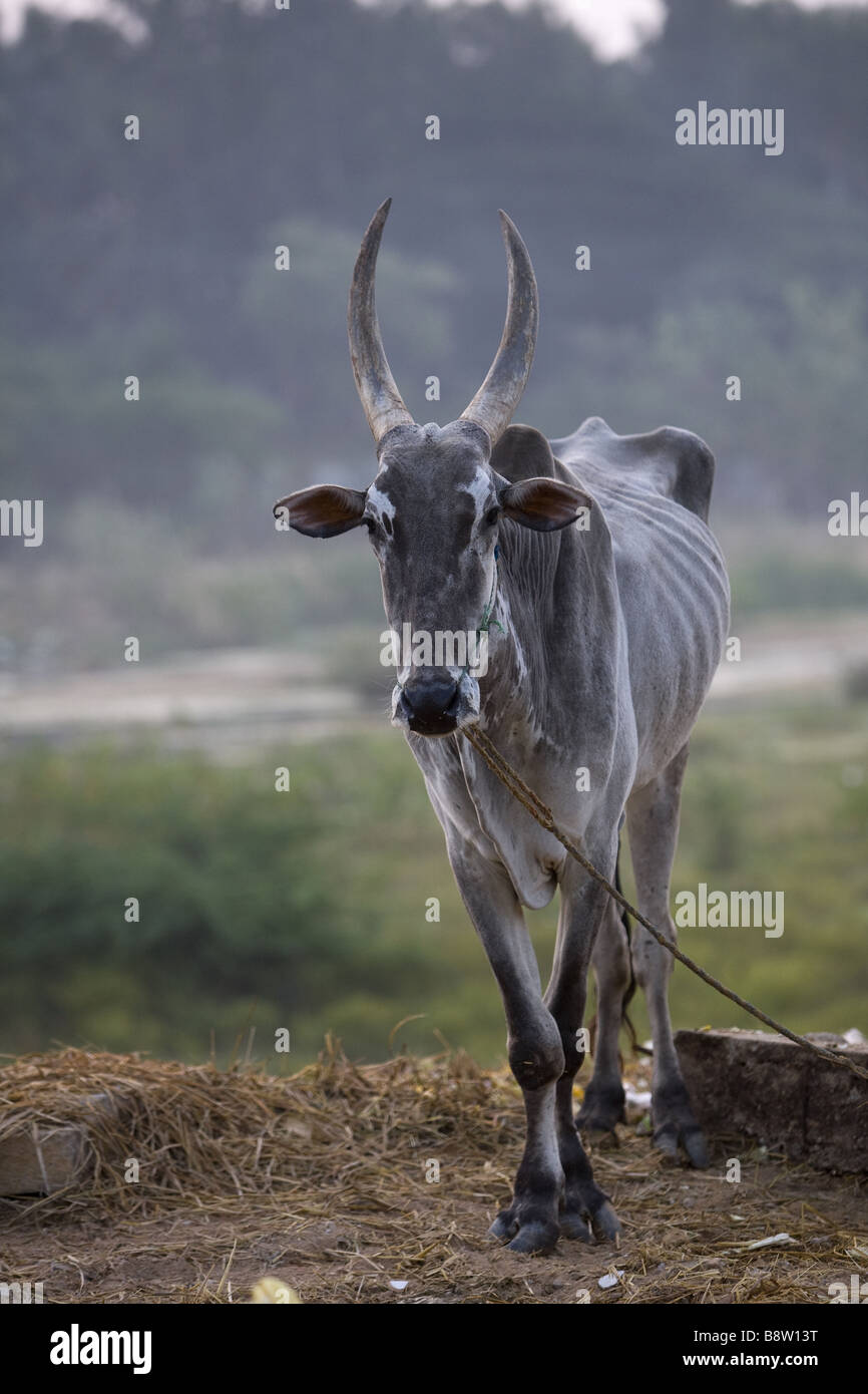 Primigenius indicus hi-res stock photography and images - Alamy