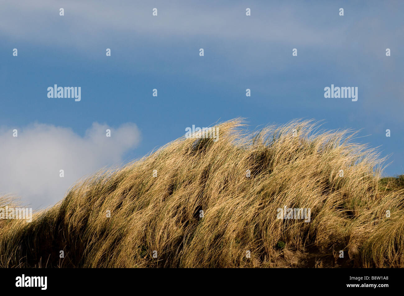 Xerophytes hi-res stock photography and images - Alamy
