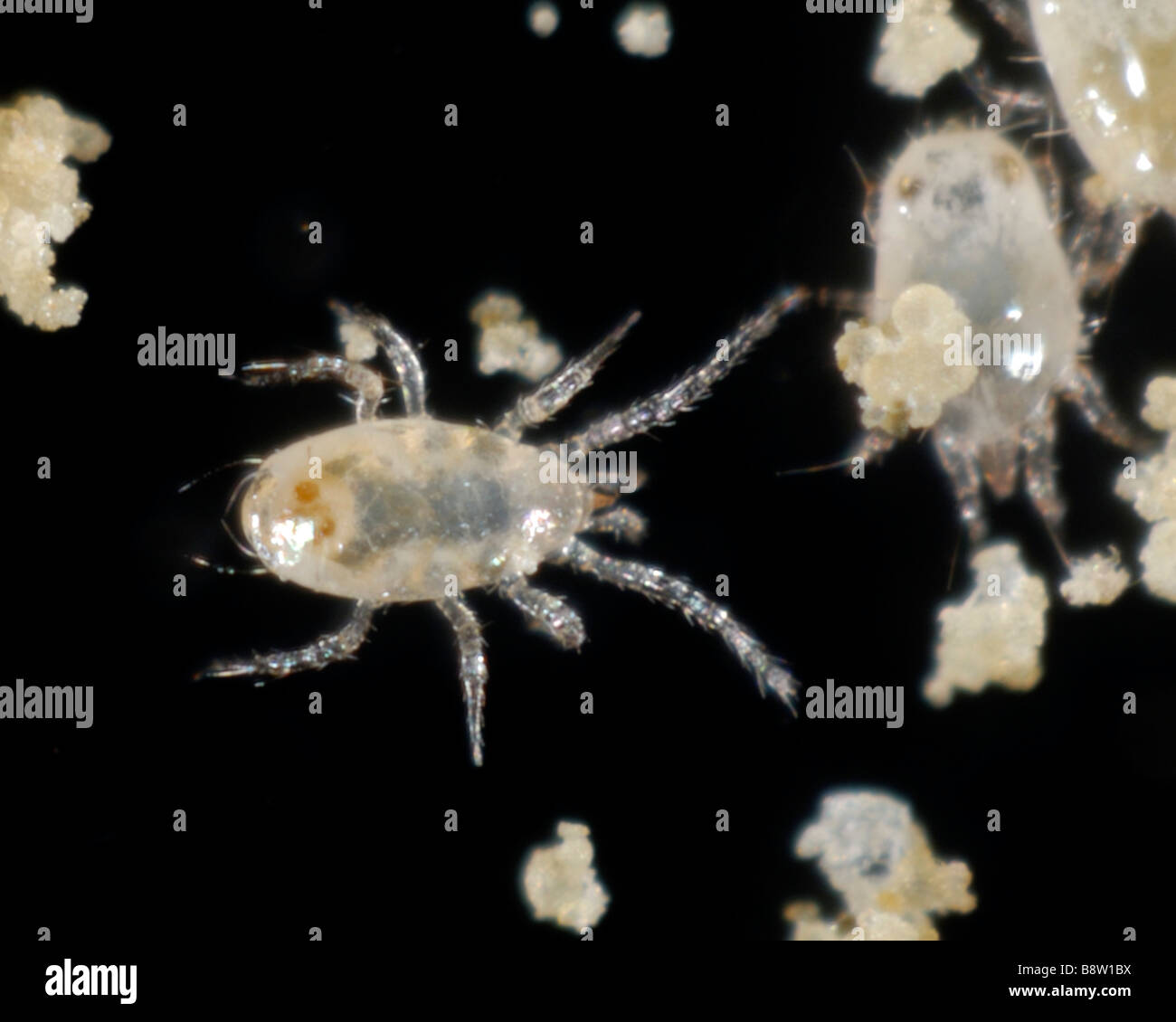 Predatory mite hi-res stock photography and images - Alamy