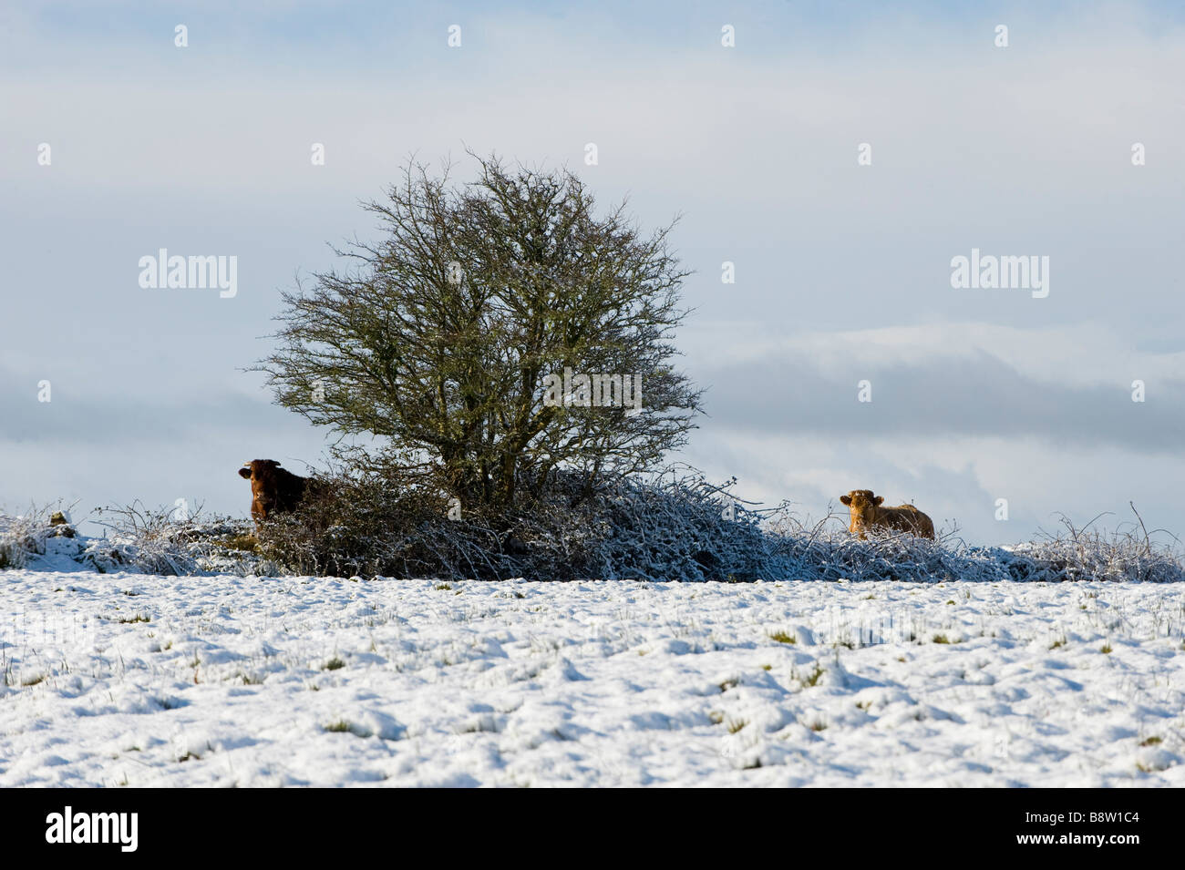 Cattle in a snow covered field Stock Photo - Alamy