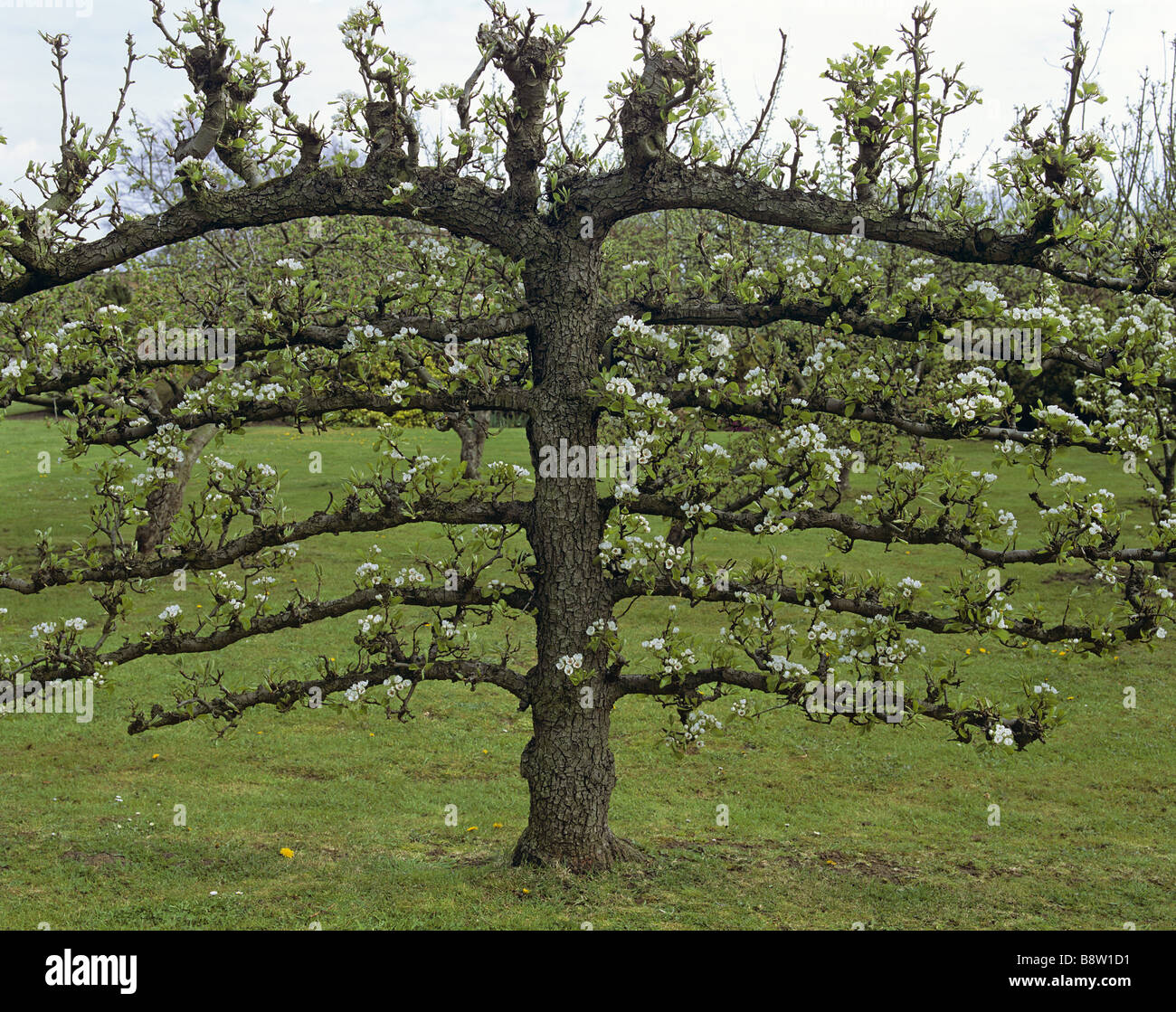 The Courts espalier fruit tree in bloom Stock Photo - Alamy