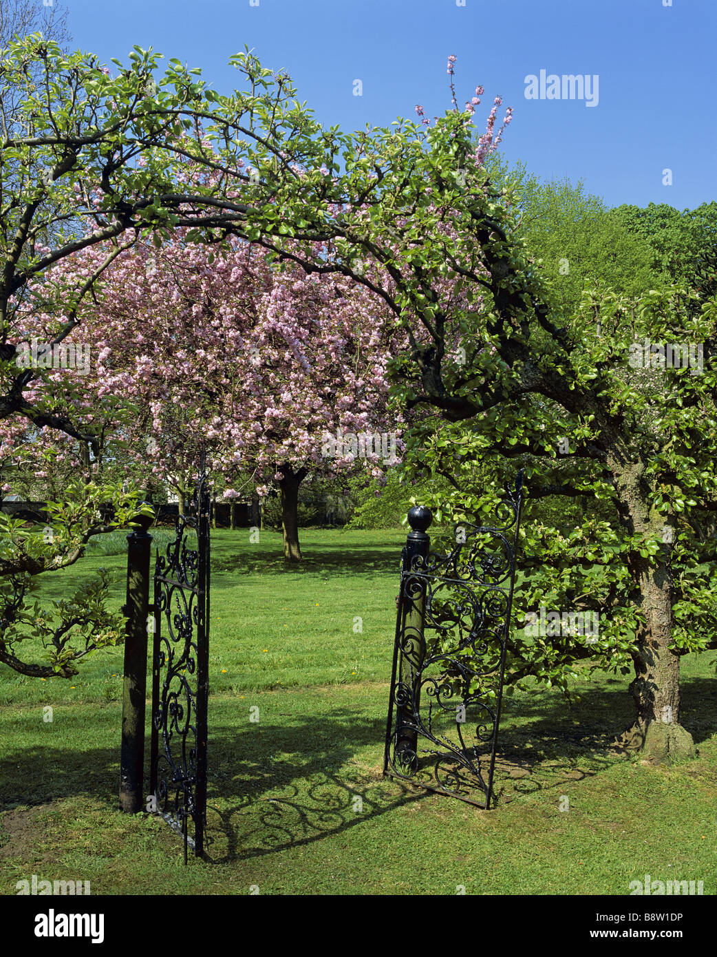 The Courts a cherry tree in full bloom viewed through wrought iron ...