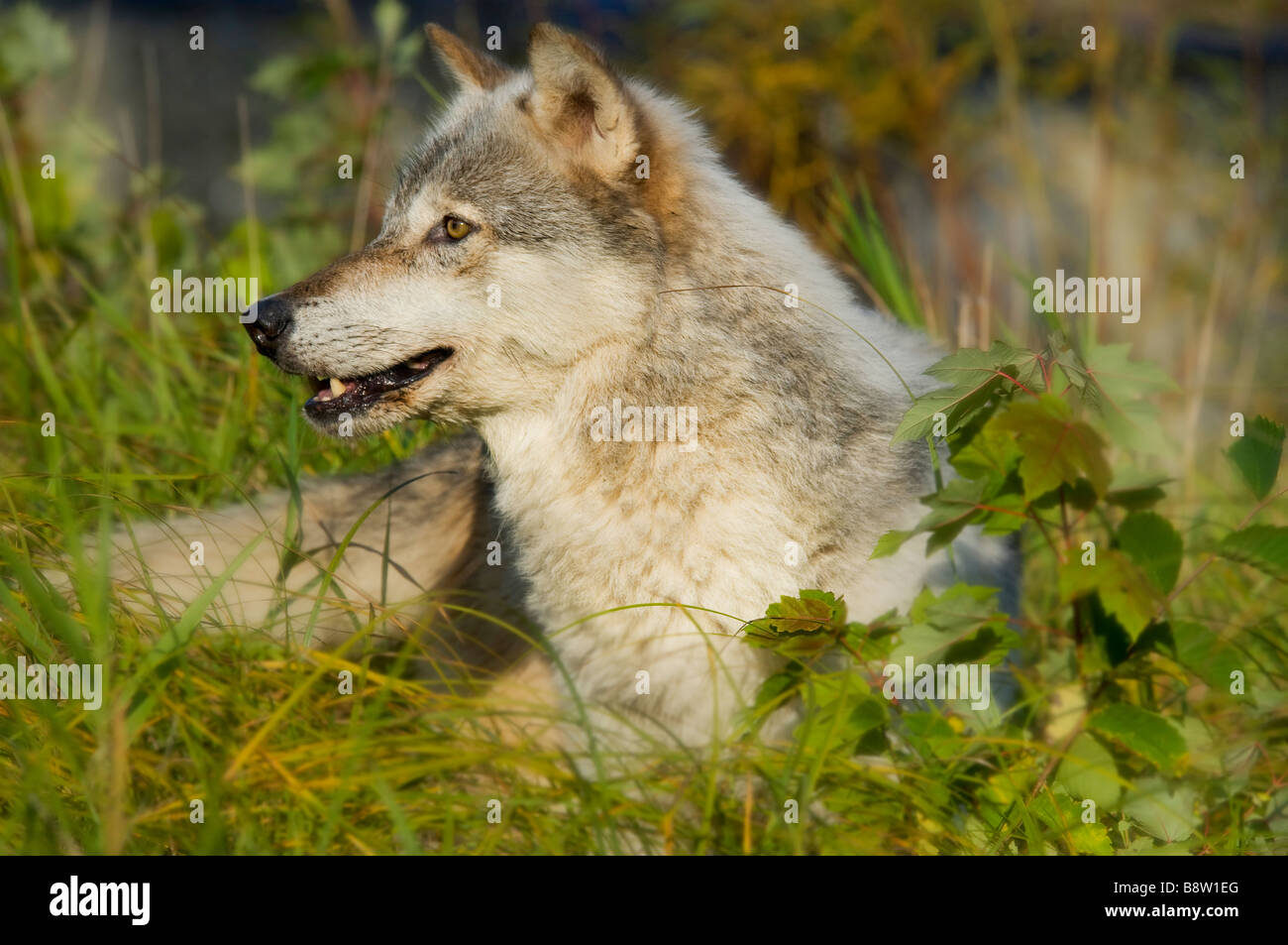 Grey Wolf, Minnesota Stock Photo - Alamy