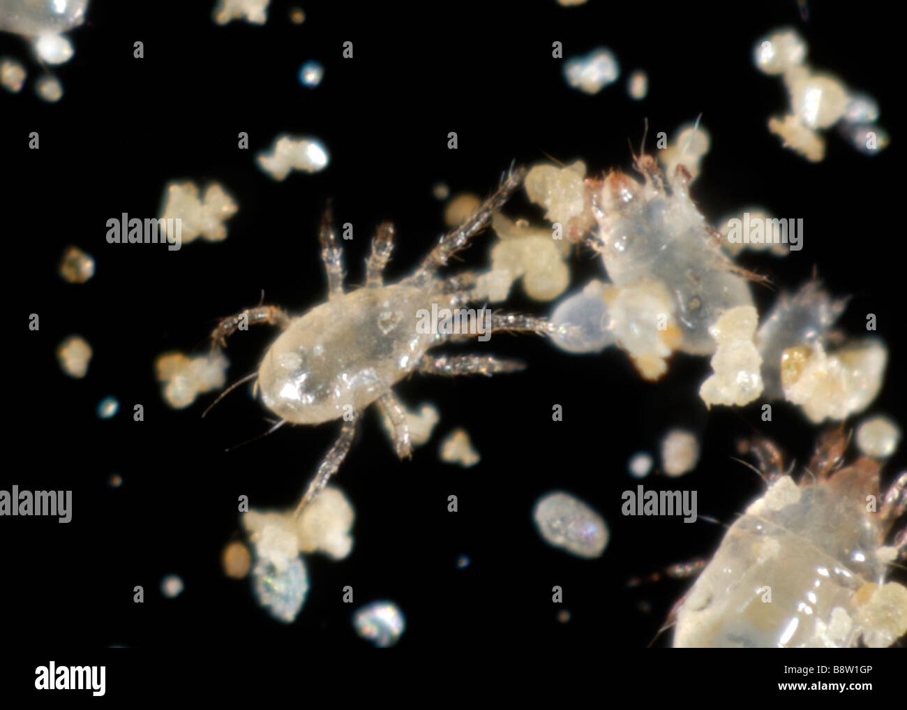 A predatory mite Amblyseius andersoni attacking a food mite Acarus siro ...