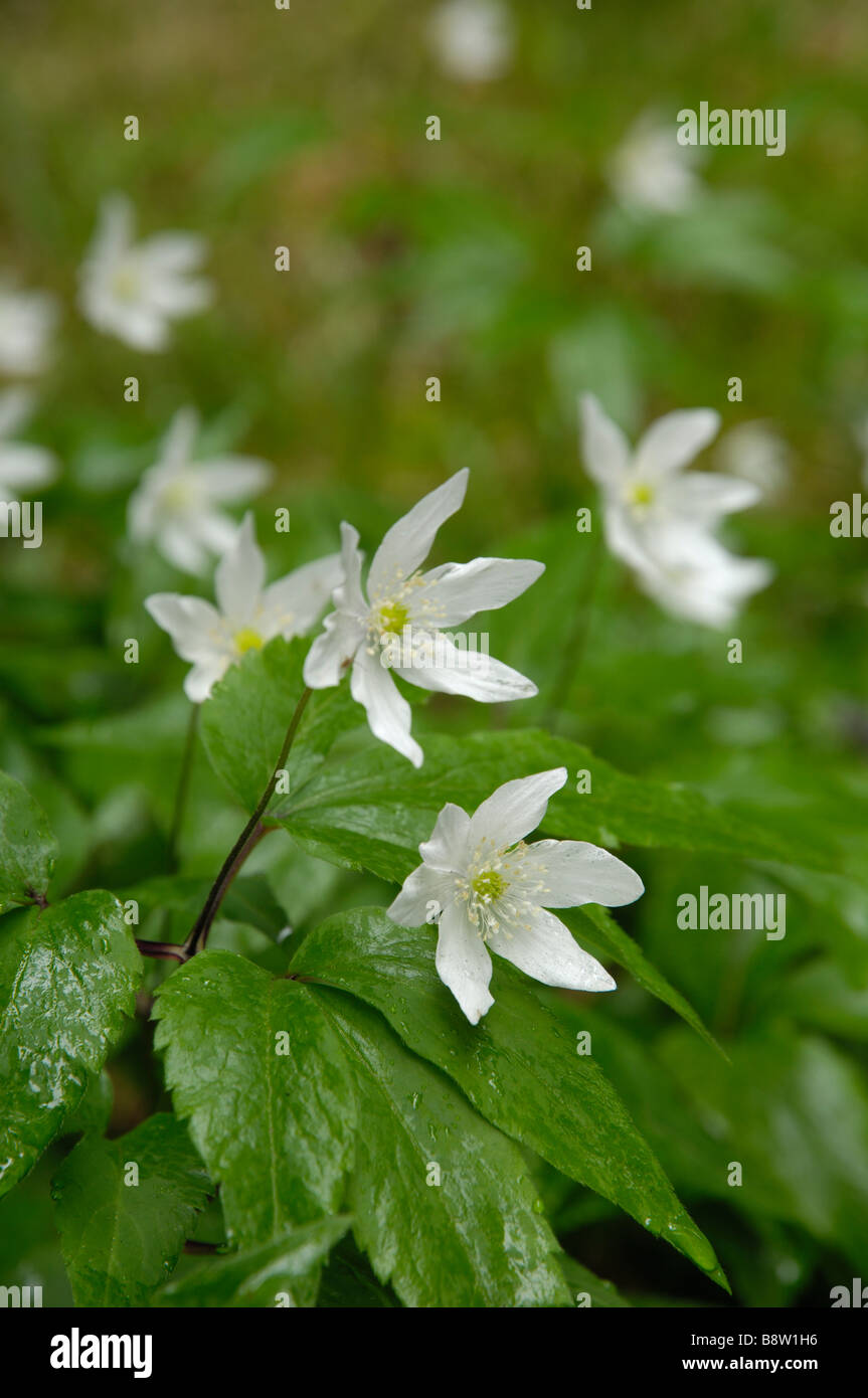 Anemone trifolia, wild flowers, Dolomites, Italy Stock Photo - Alamy