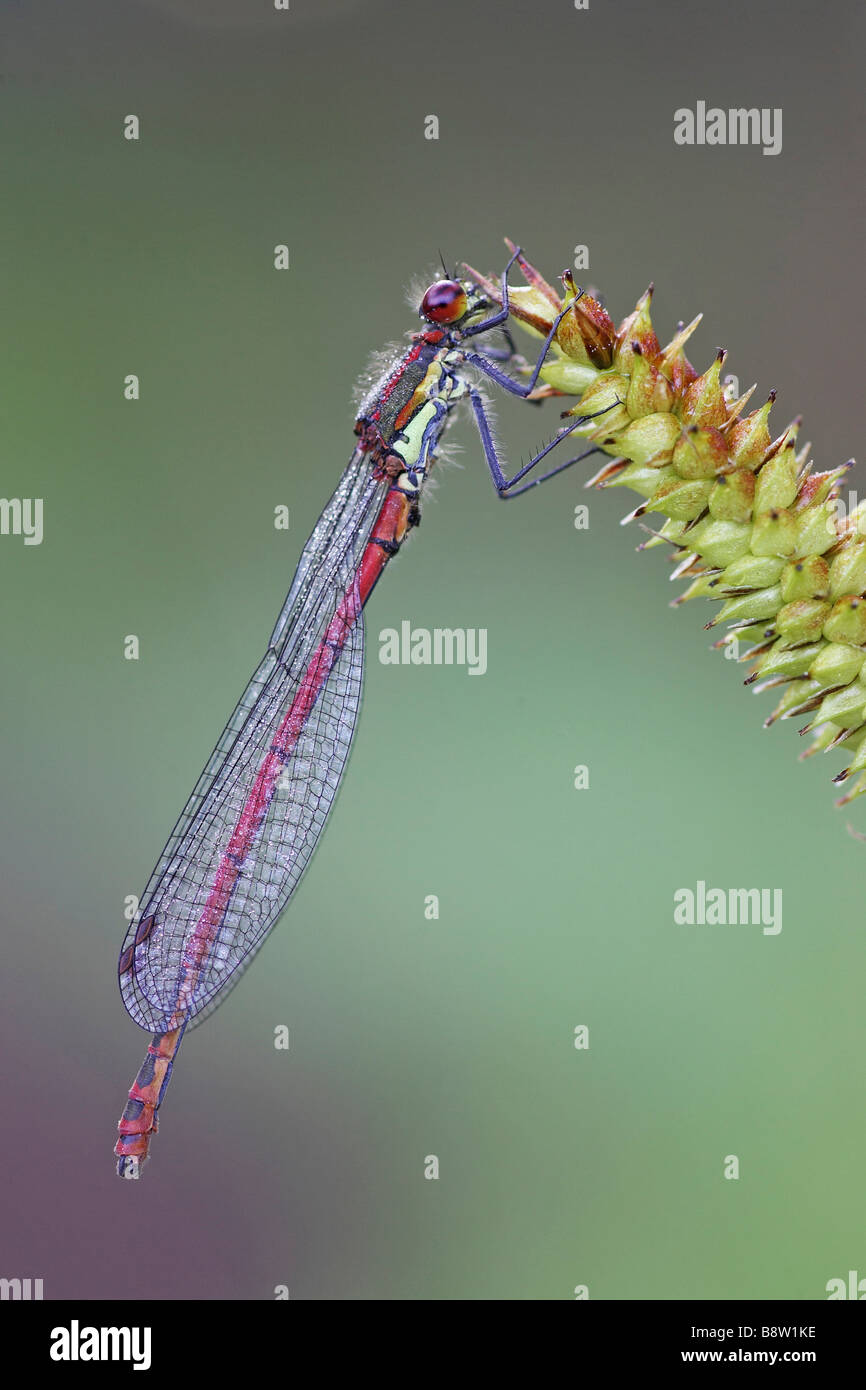 Large Red Damselfly (Pyrrhosoma nymphula), adult male resting on sedge ...