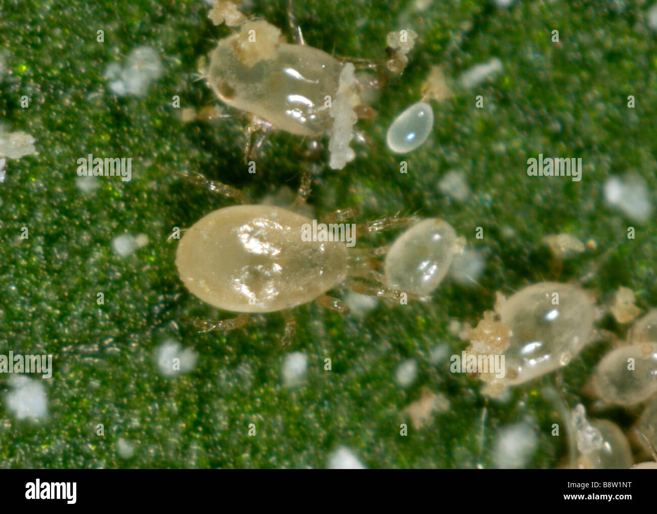 Predatory mite amblyseius swirskii hi-res stock photography and images ...