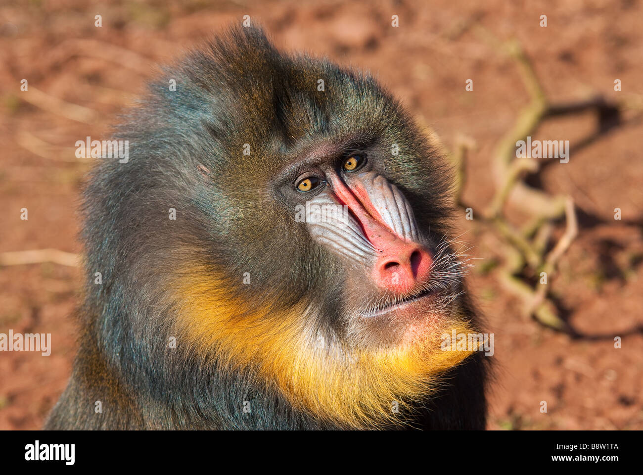 Large mandrill hi-res stock photography and images - Alamy