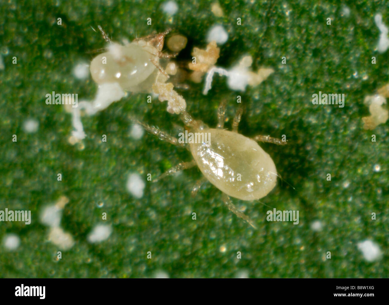 Acarus siro hi-res stock photography and images - Alamy