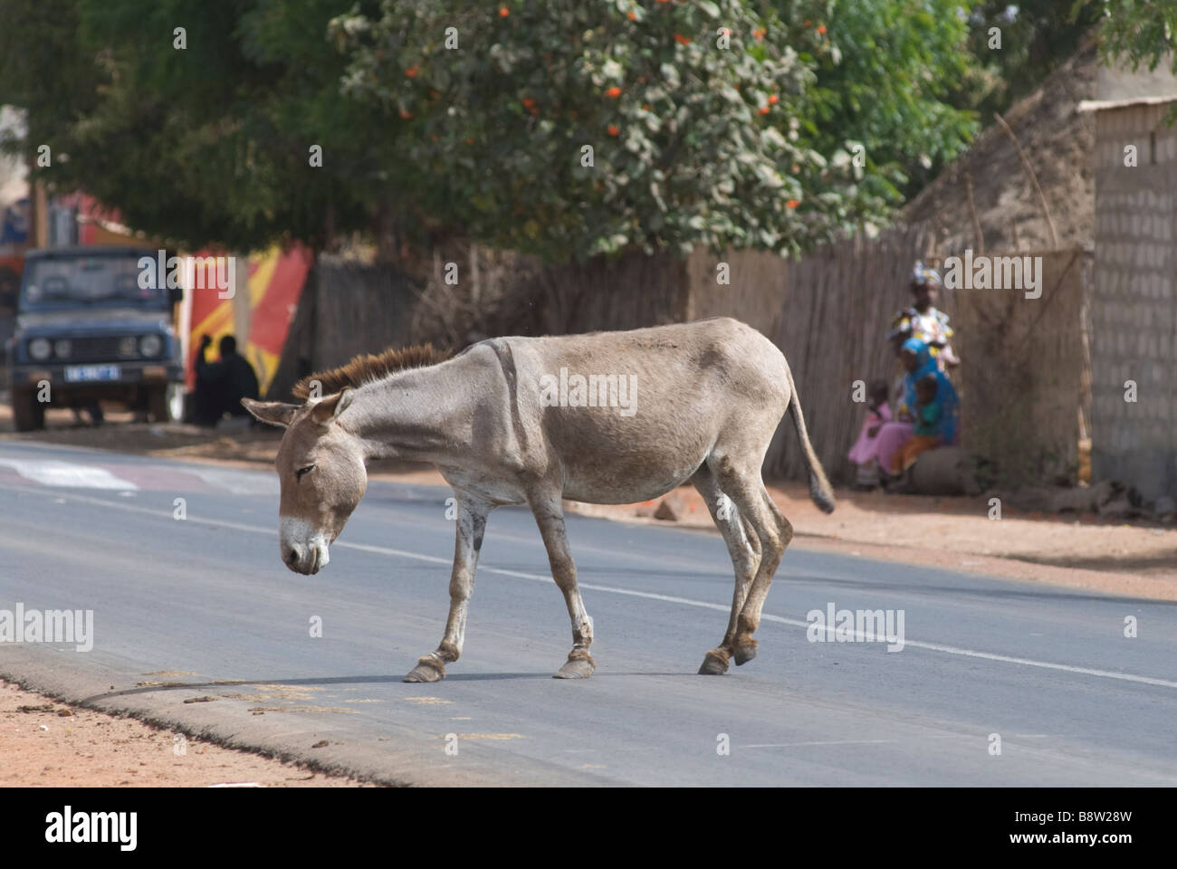 Grey Donkey crossing a road Senegal with his head down Stock Photo - Alamy