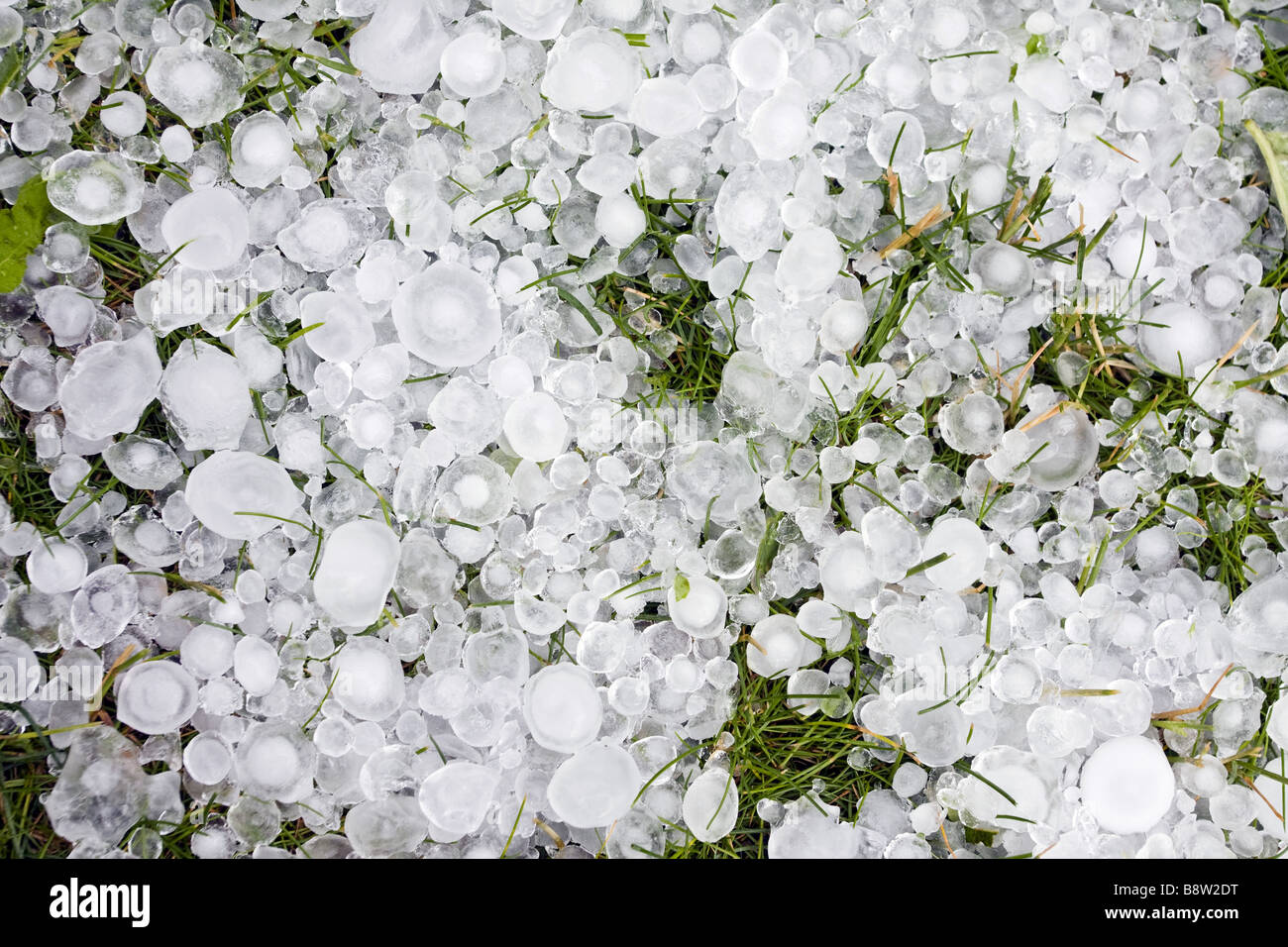 hail on lawn, Germany, Baden-Wuerttemberg, Eberbach Stock Photo - Alamy