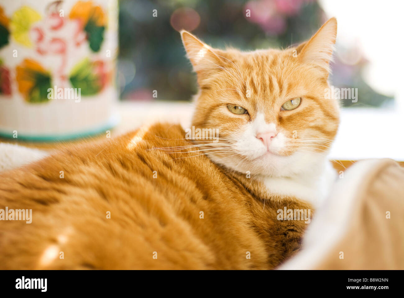 tabby cat portrait Stock Photo - Alamy