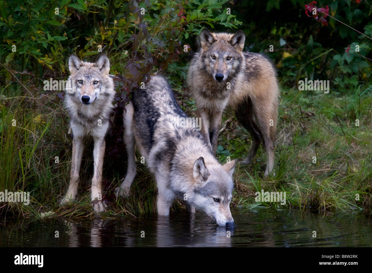 Gray Wolf, Minnesota Stock Photo - Alamy