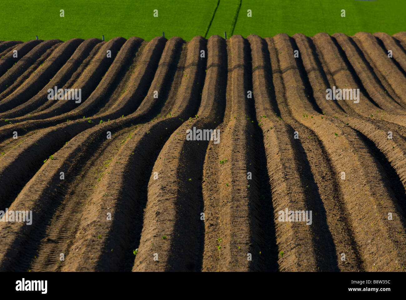 photograph of plowed field furrows Stock Photo - Alamy