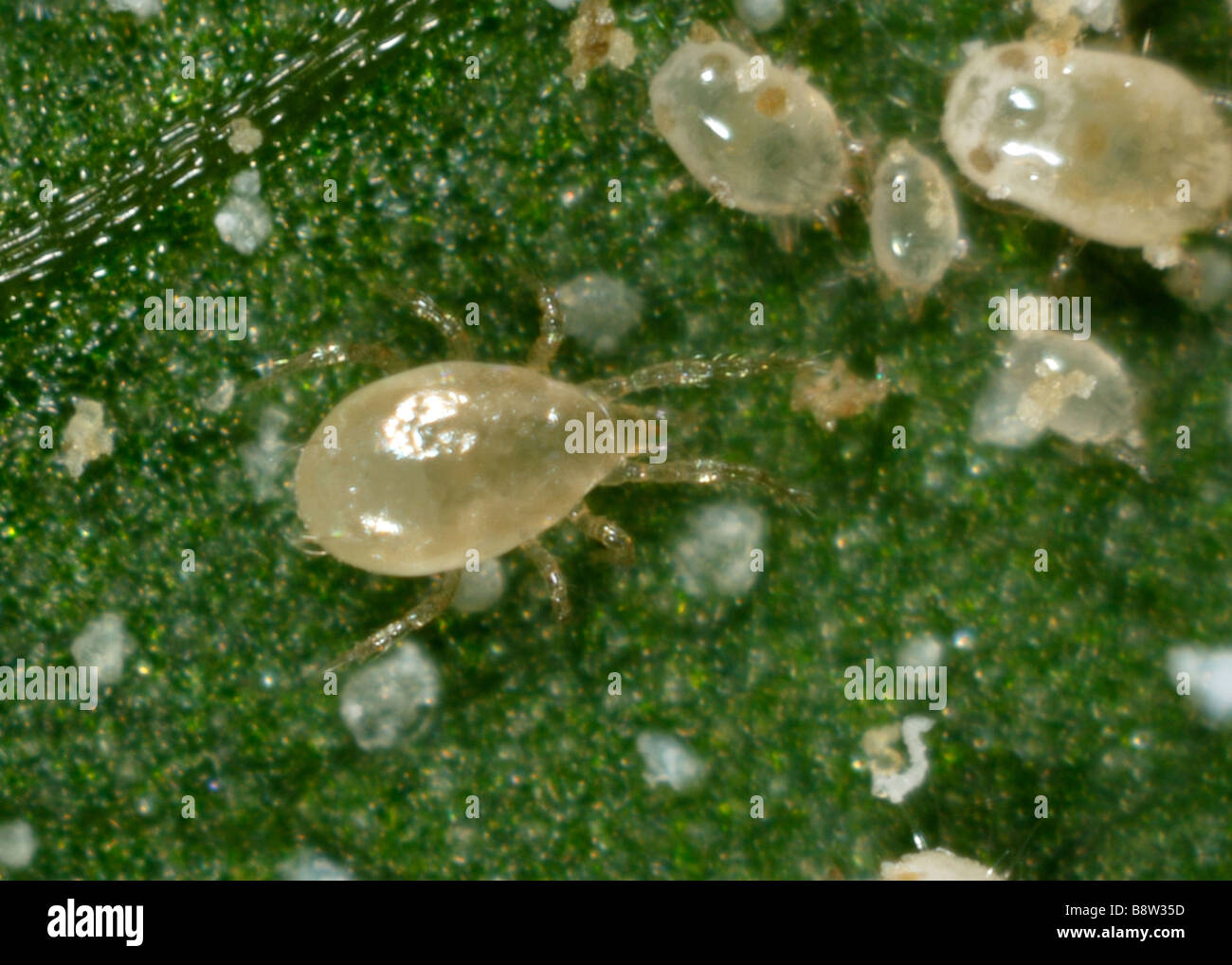 Predatory mite hi-res stock photography and images - Alamy
