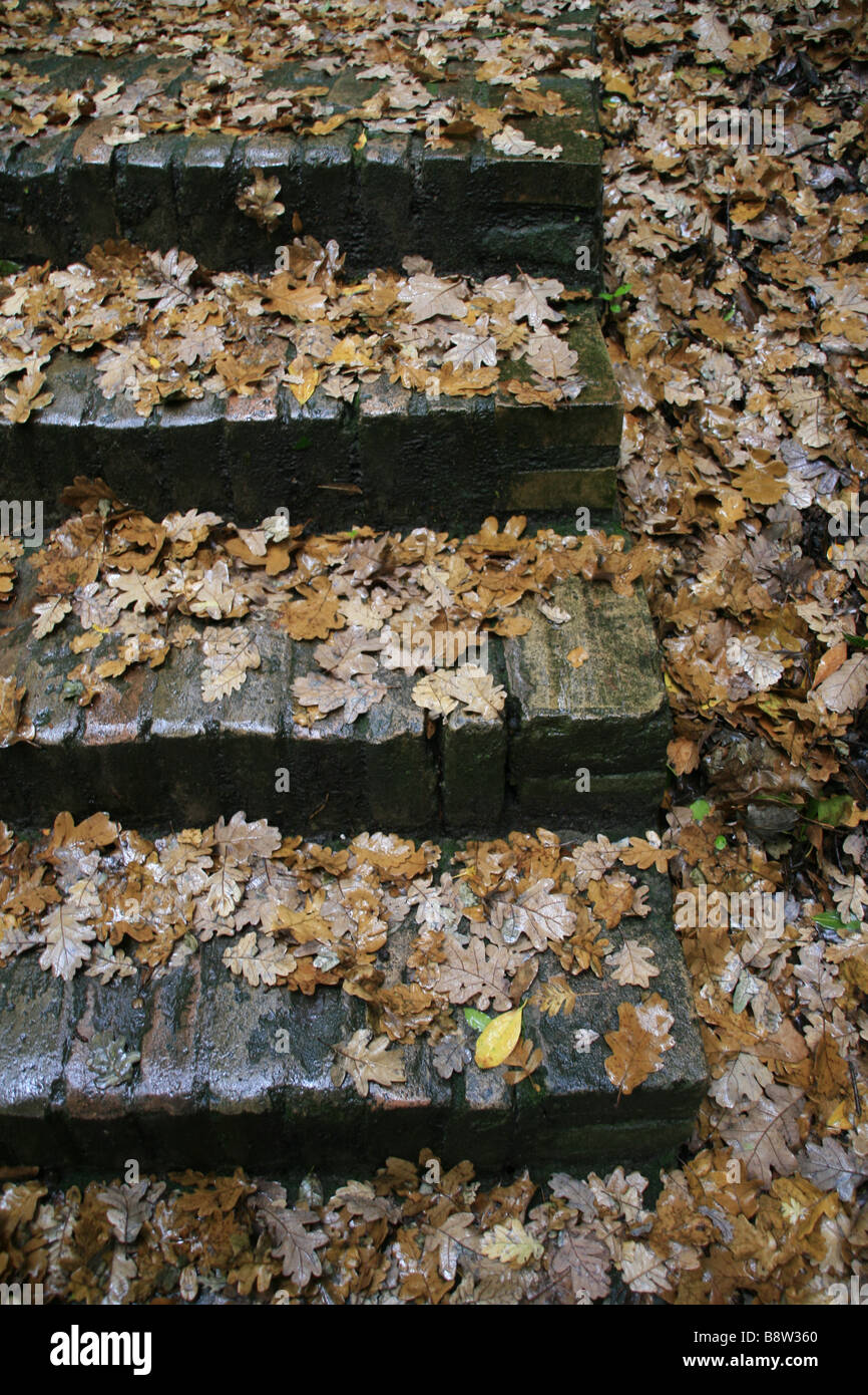 many wet yellow brown fallen leaves on forest floor path Stock Photo ...