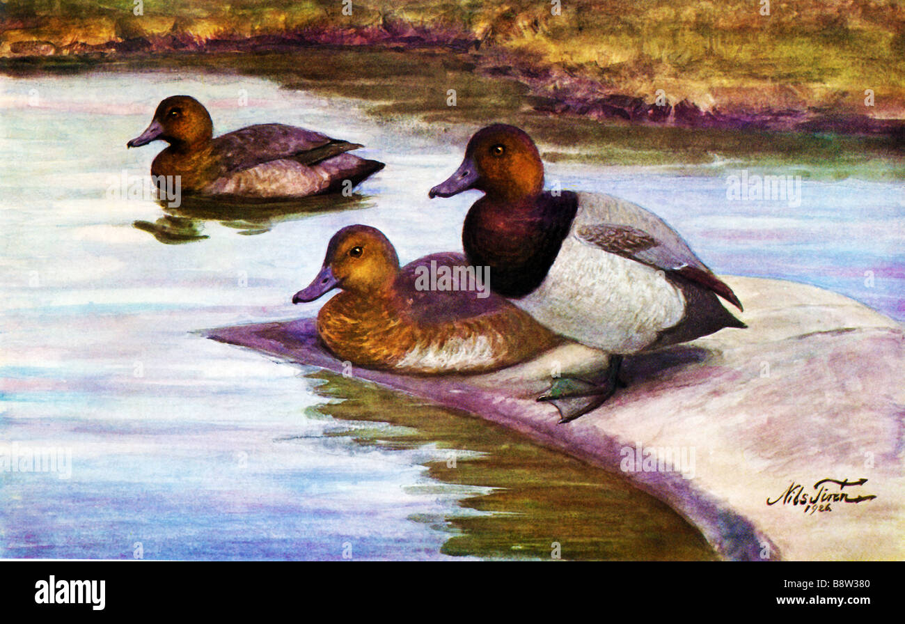 Three ducks hi-res stock photography and images - Alamy