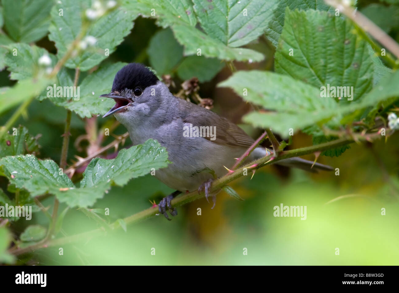 Blackcap, Sylvia atricapilla, perched among brambles Stock Photo - Alamy