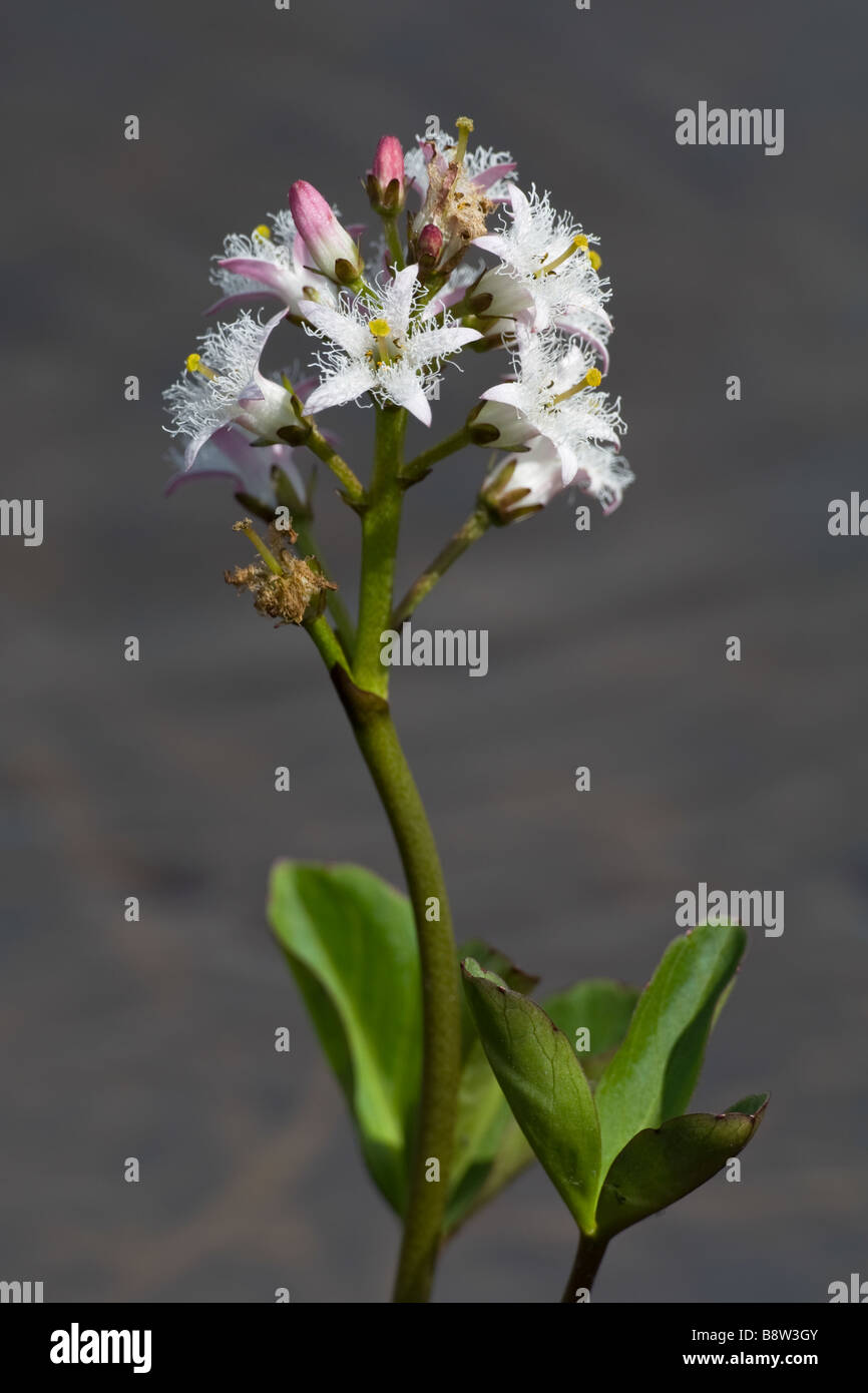 Bogbean, Menyanthes trifoliata Stock Photo - Alamy
