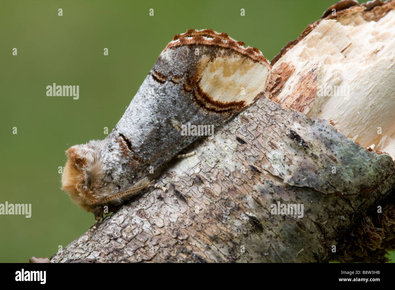 Bucephala hi-res stock photography and images - Alamy