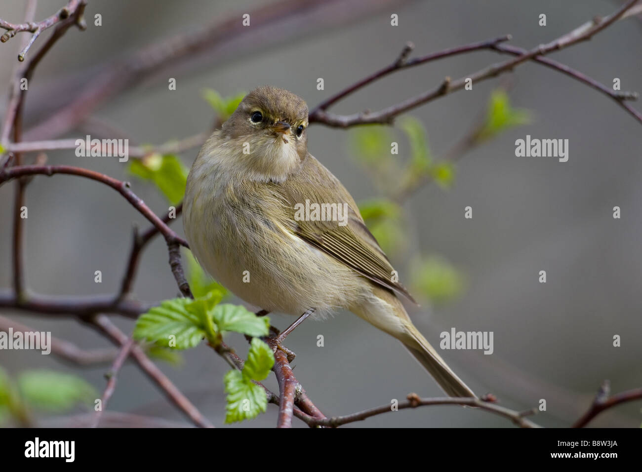 Chiffchaff, Phylloscopus collybita Stock Photo - Alamy