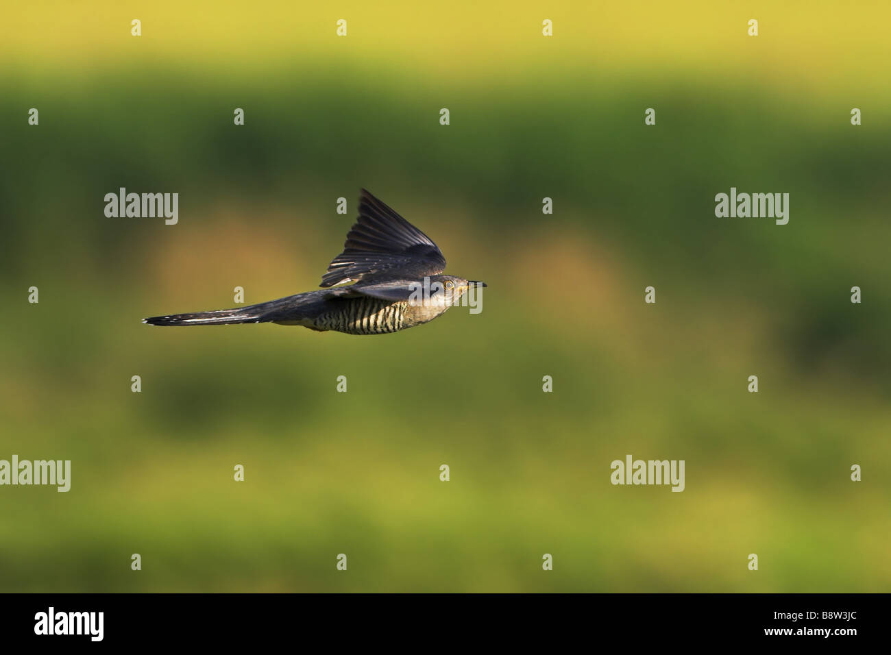 Eurasian cuckoo (Cuculus canorus), flying, Germany, Rhineland ...