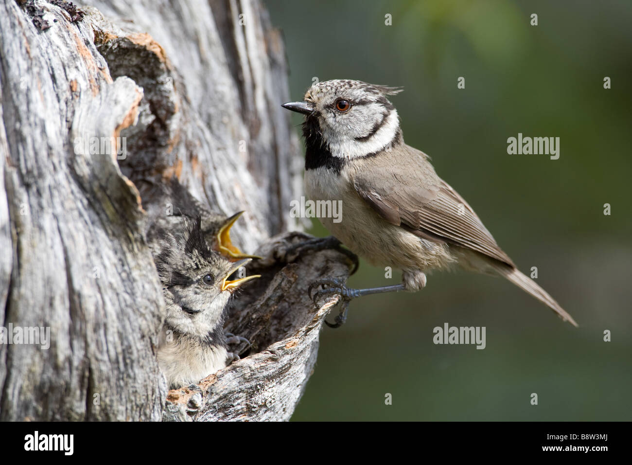 Scottish Crested Tit, Parus cristatus on dead Scots pine Stock Photo ...