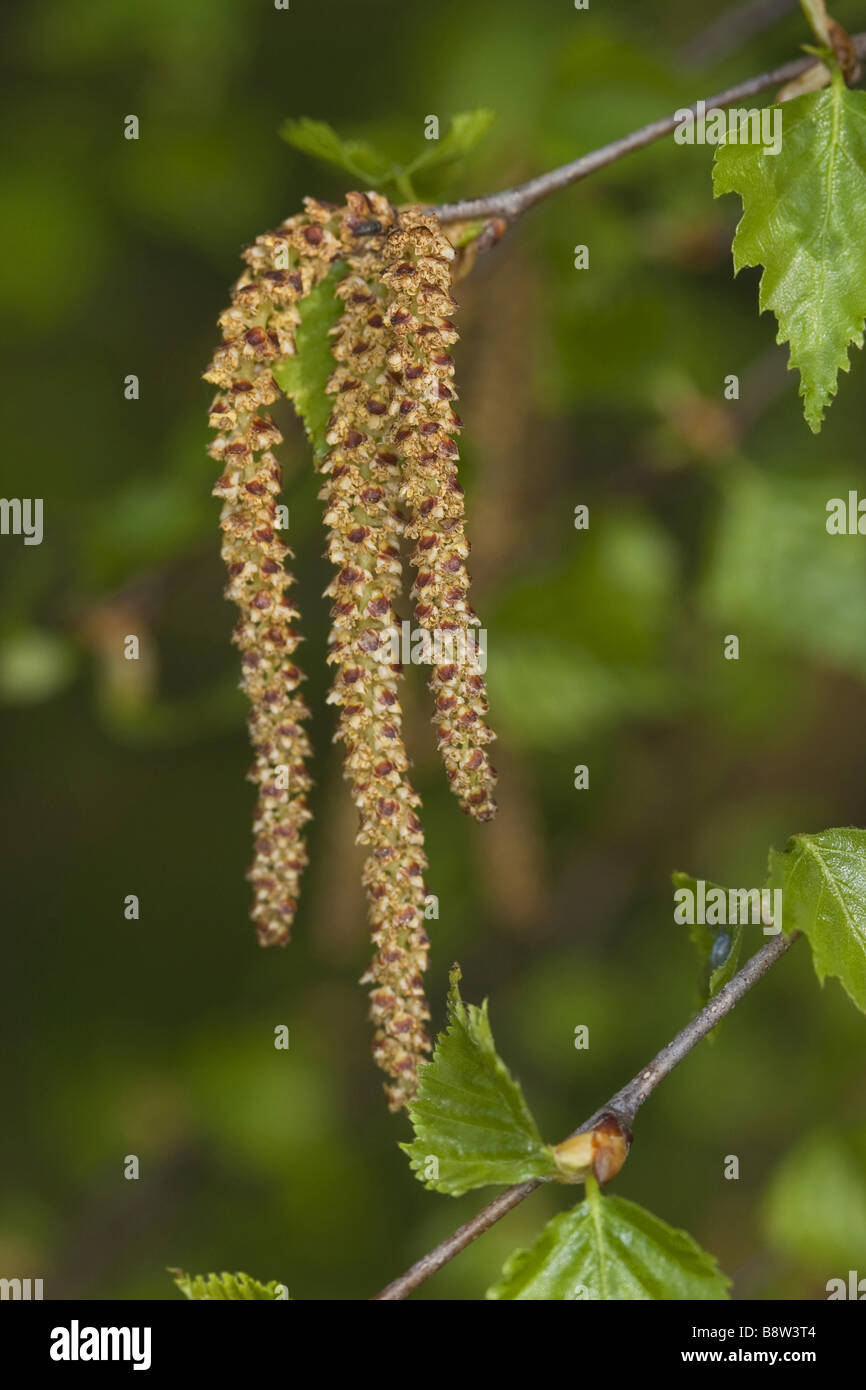 common birch, silver birch, European white birch, white birch (Betula ...