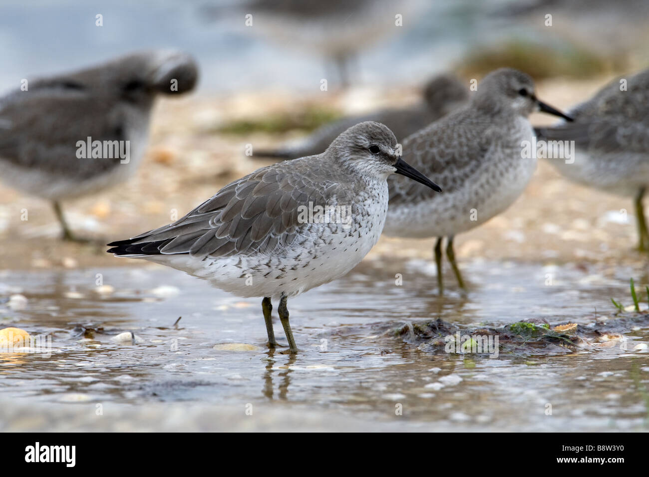 Knot bird hi-res stock photography and images - Alamy