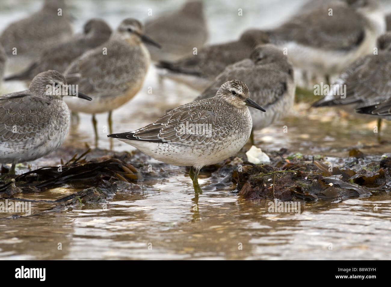 Knot Calidris canutus, roosting at high tide Stock Photo - Alamy