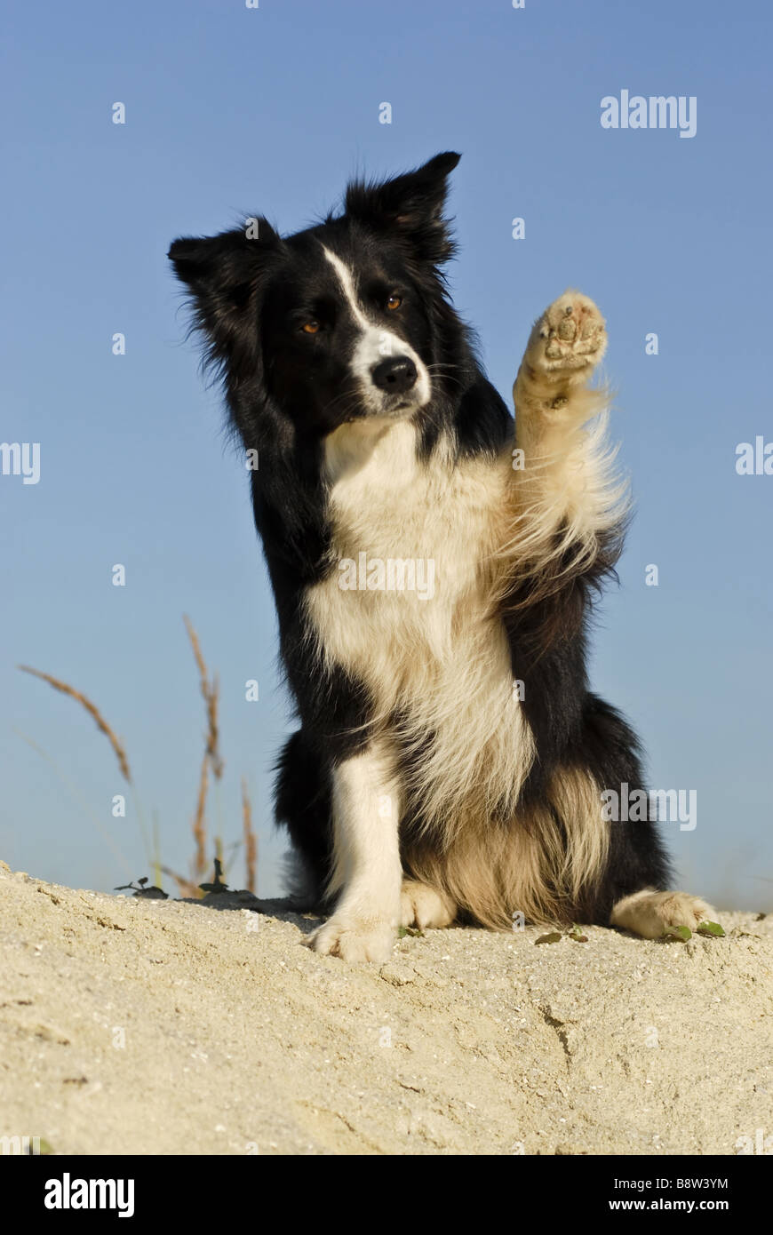 Border Collie (Canis lupus f. familiaris), giving paw Stock Photo - Alamy