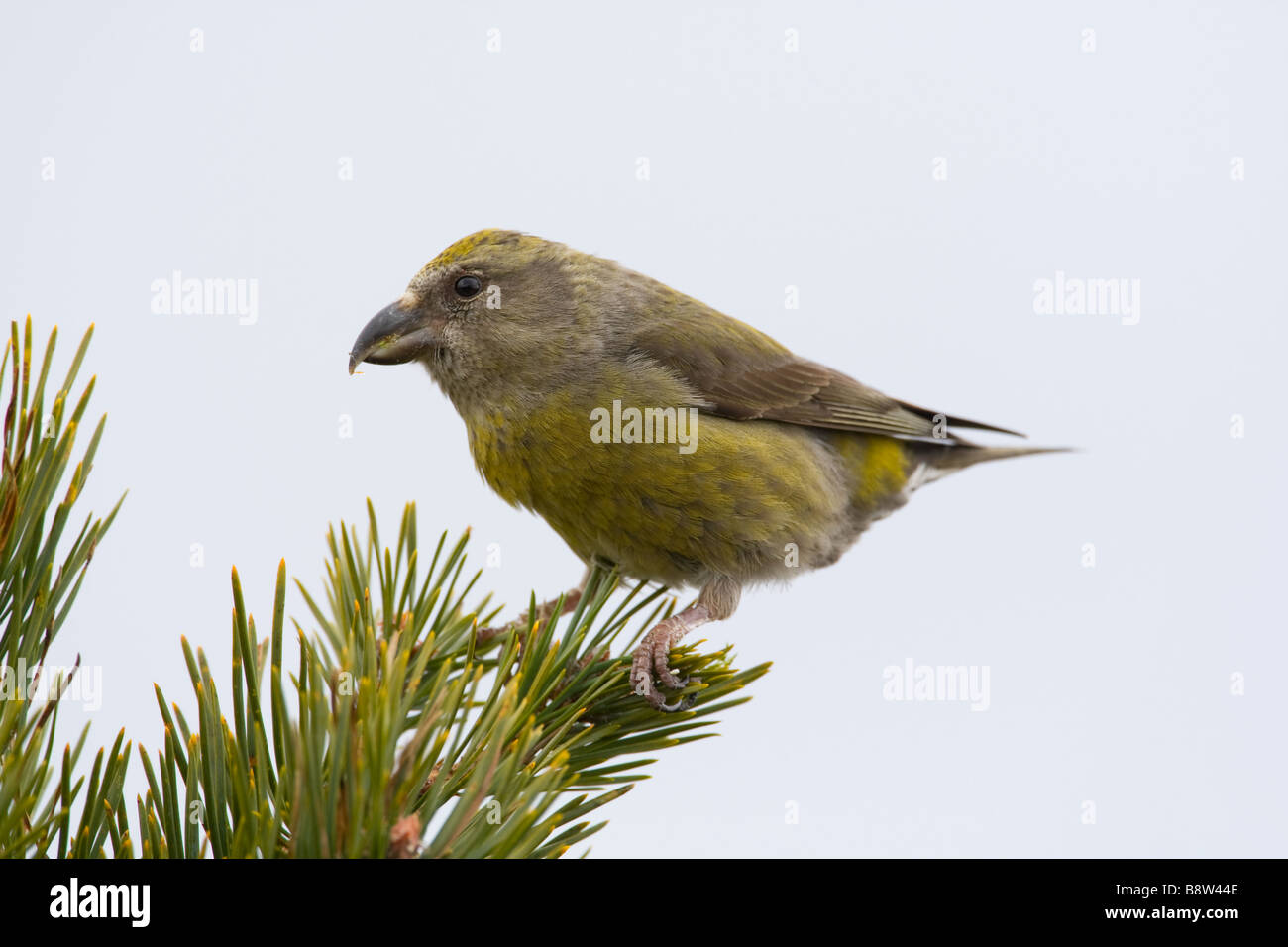 Scottish crossbill pine cone hi-res stock photography and images - Alamy