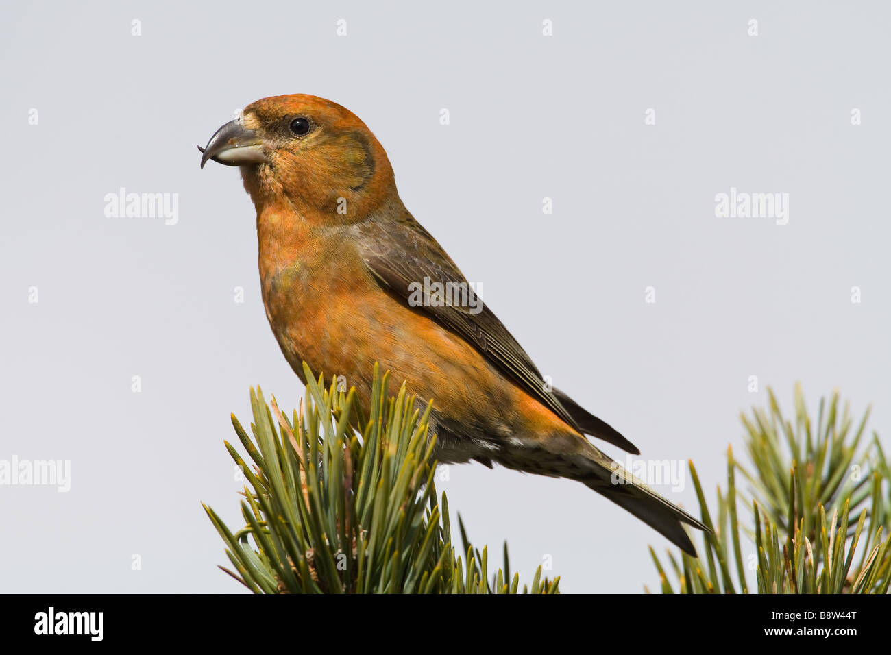 Scots pine male cone pinus sylvestris hi-res stock photography and ...