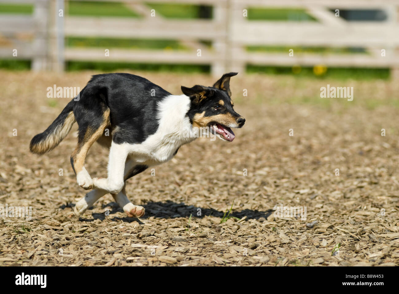 Border Collie (Canis lupus f. familiaris), running Stock Photo - Alamy