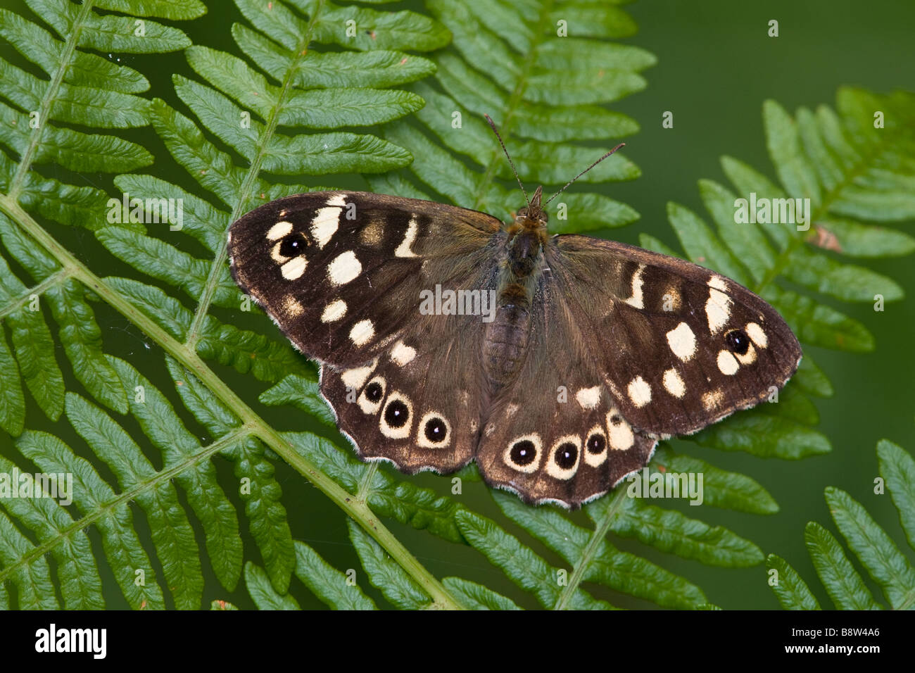 Speckled Wood Butterfly, Pararge aegeria Stock Photo - Alamy