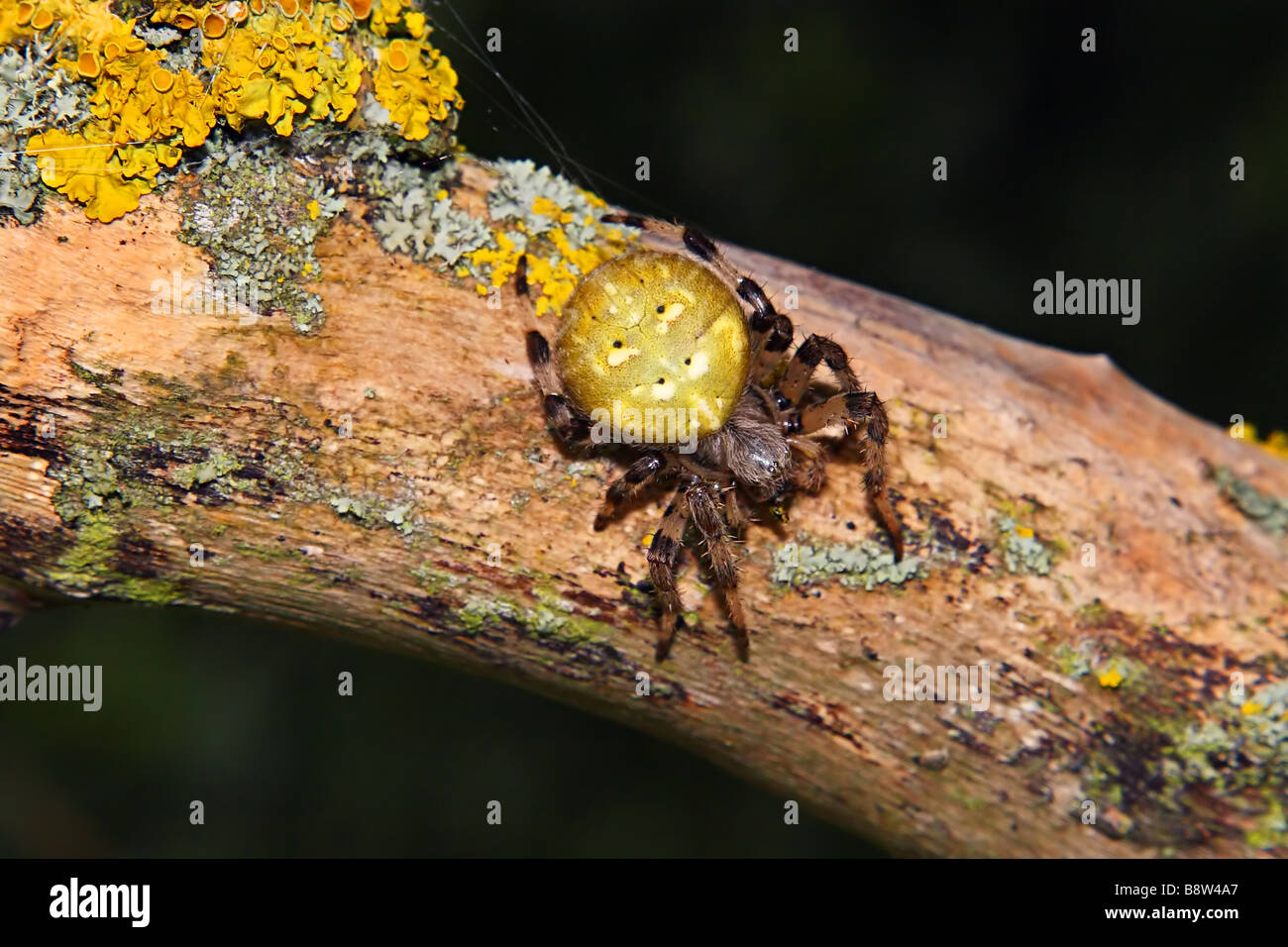 Araneus hi-res stock photography and images - Alamy