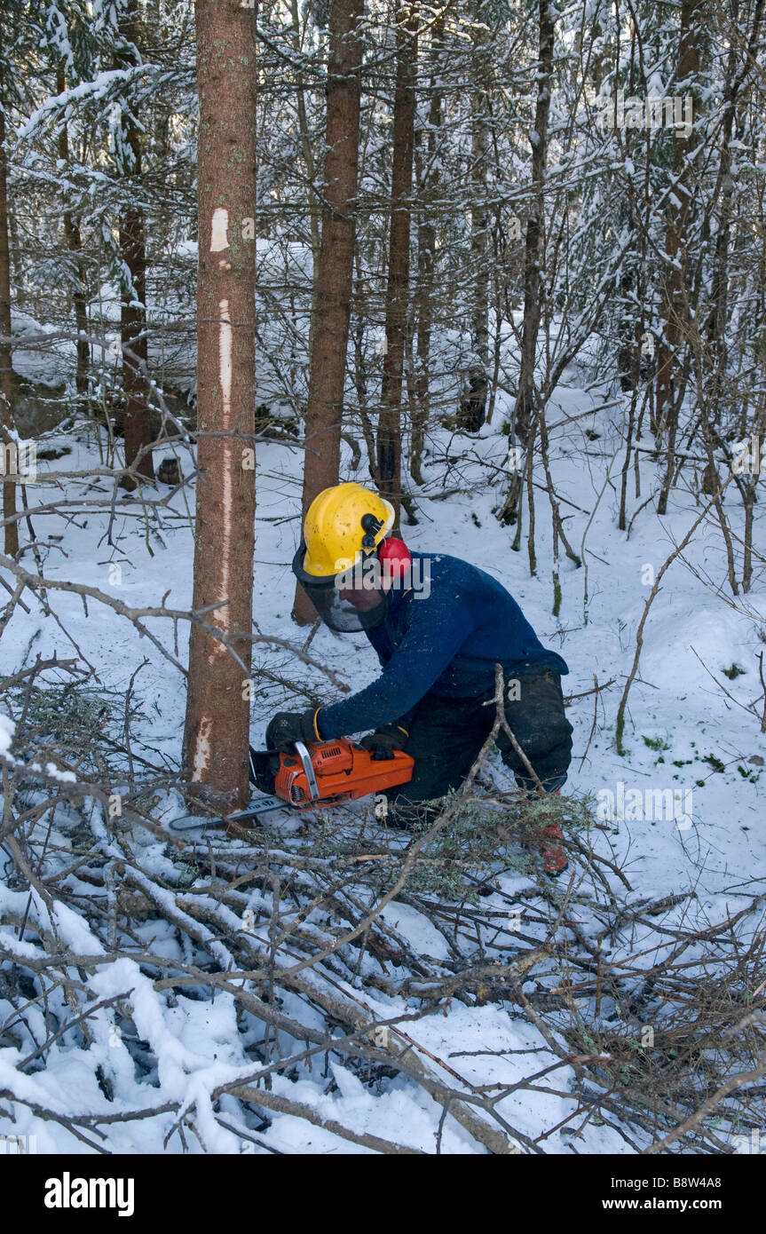 Man cutting down trees with chain saw Stock Photo - Alamy