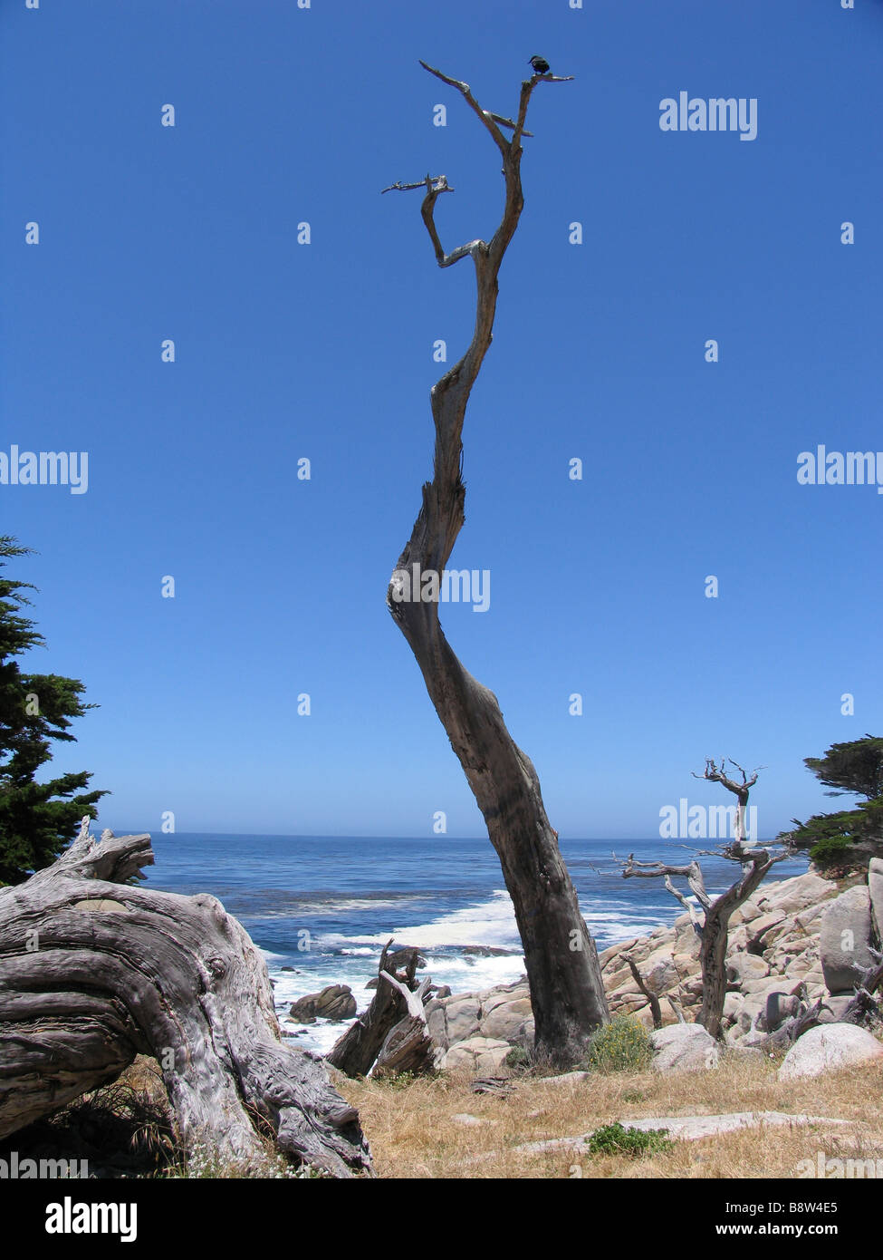 Twisted cypress tree hi-res stock photography and images - Alamy