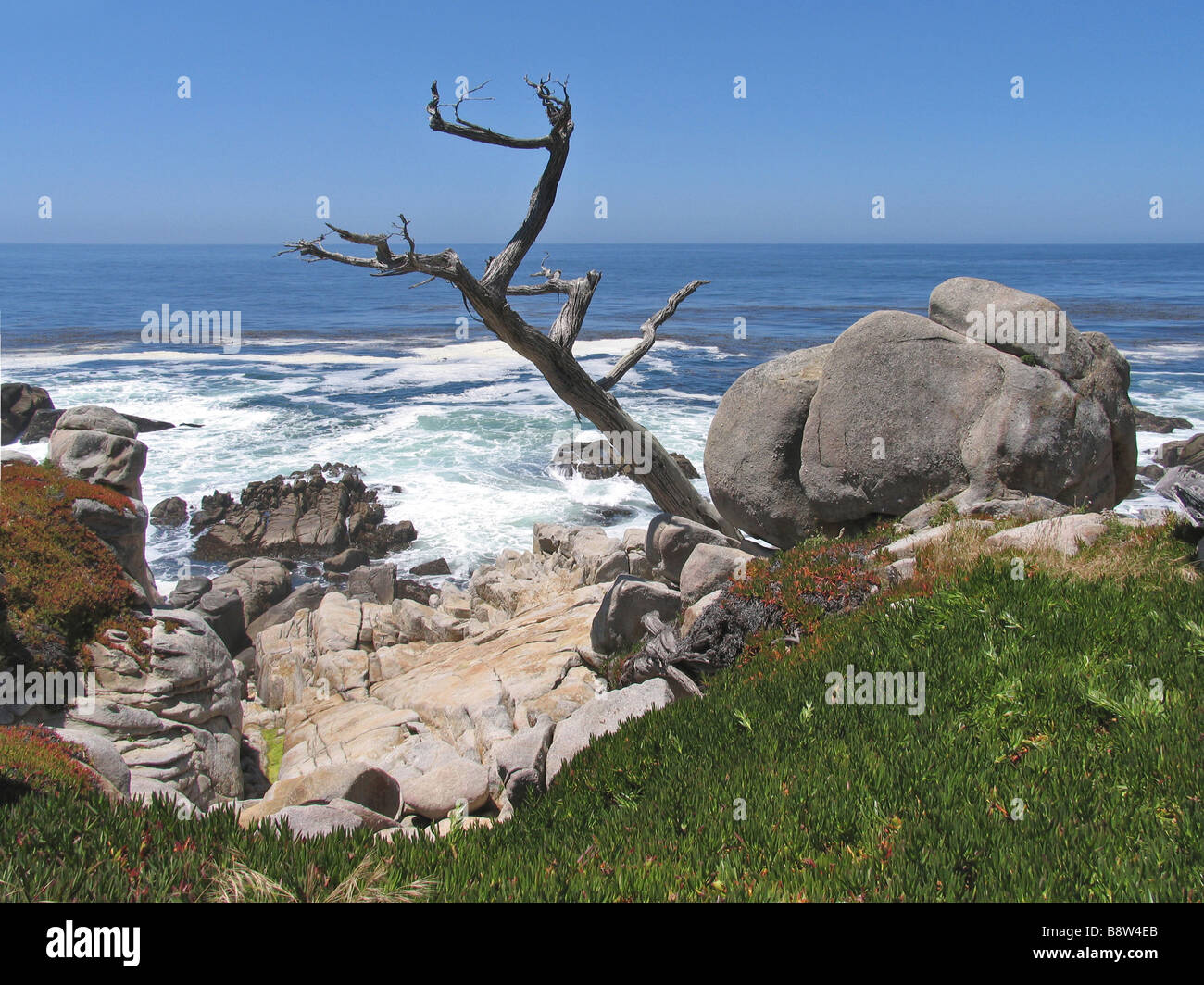 Twisted cypress tree hi-res stock photography and images - Alamy